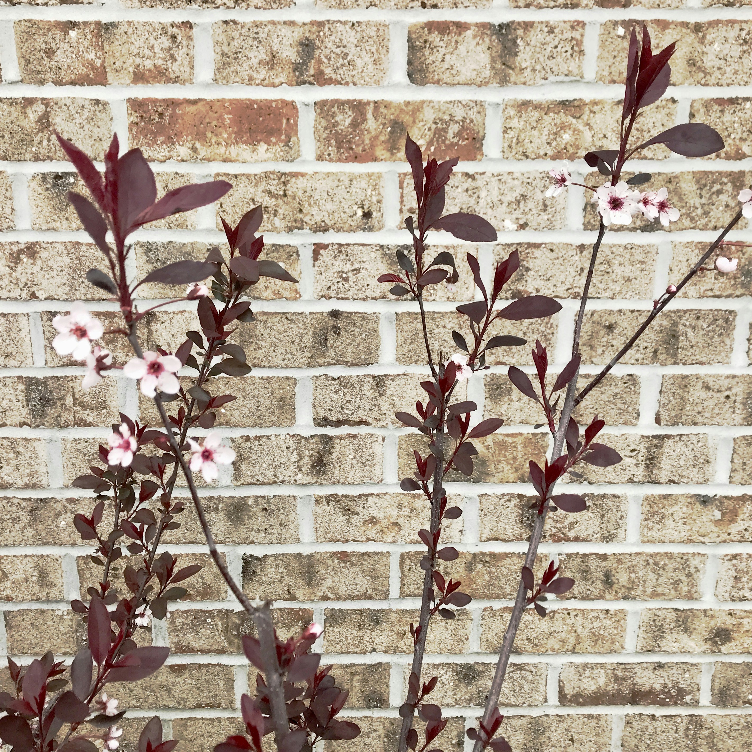 Blossoms Against Brick: Delicate Pink on Red-Leaf Stems