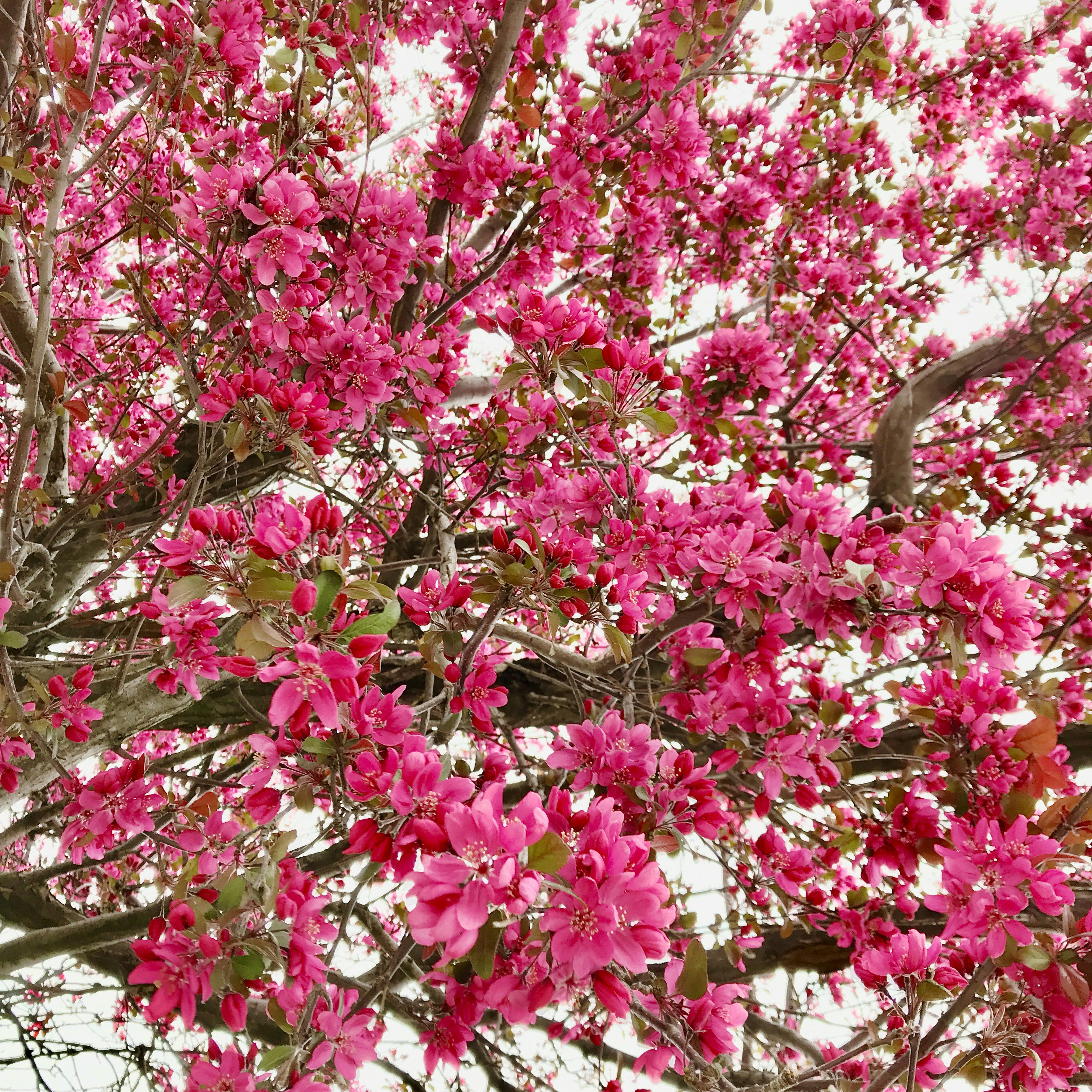 Fleurs De Pommetier Photos | Télécharger des images gratuites sur Unsplash