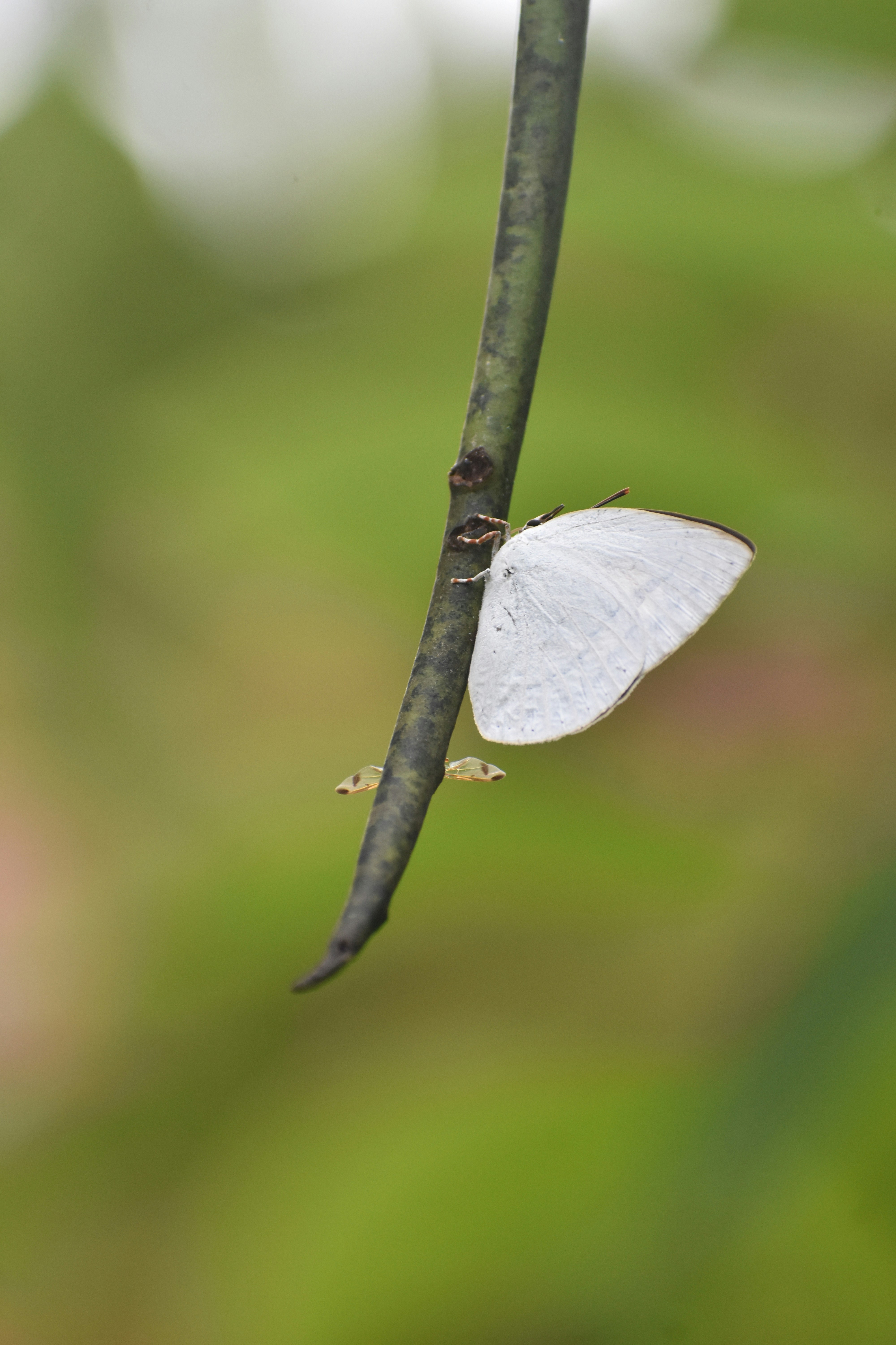 Gossamer Wing on a Quiet Twig