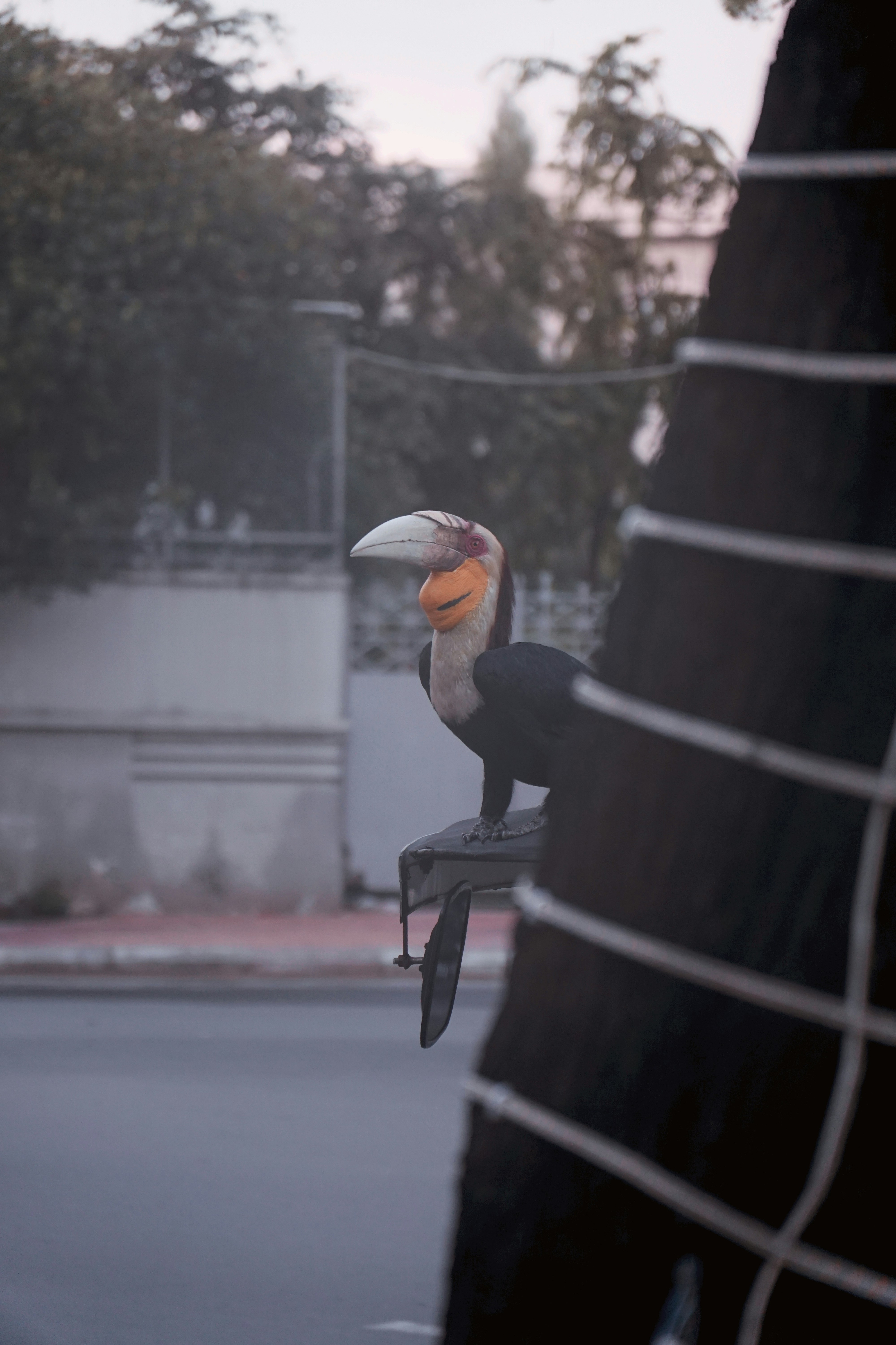Stoic Hornbill Sculpture at Dusk on a Quiet Street