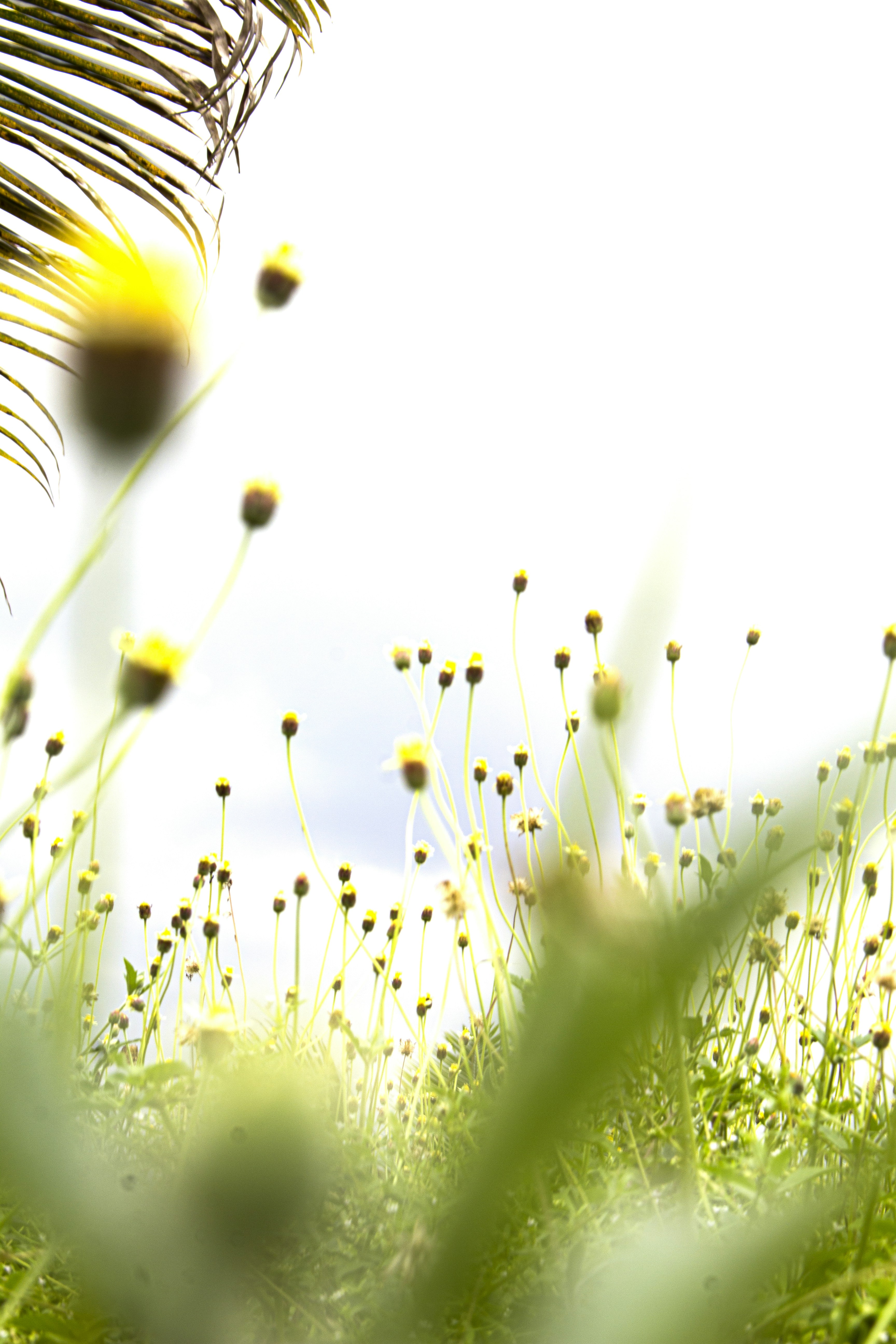 a close up of a plant