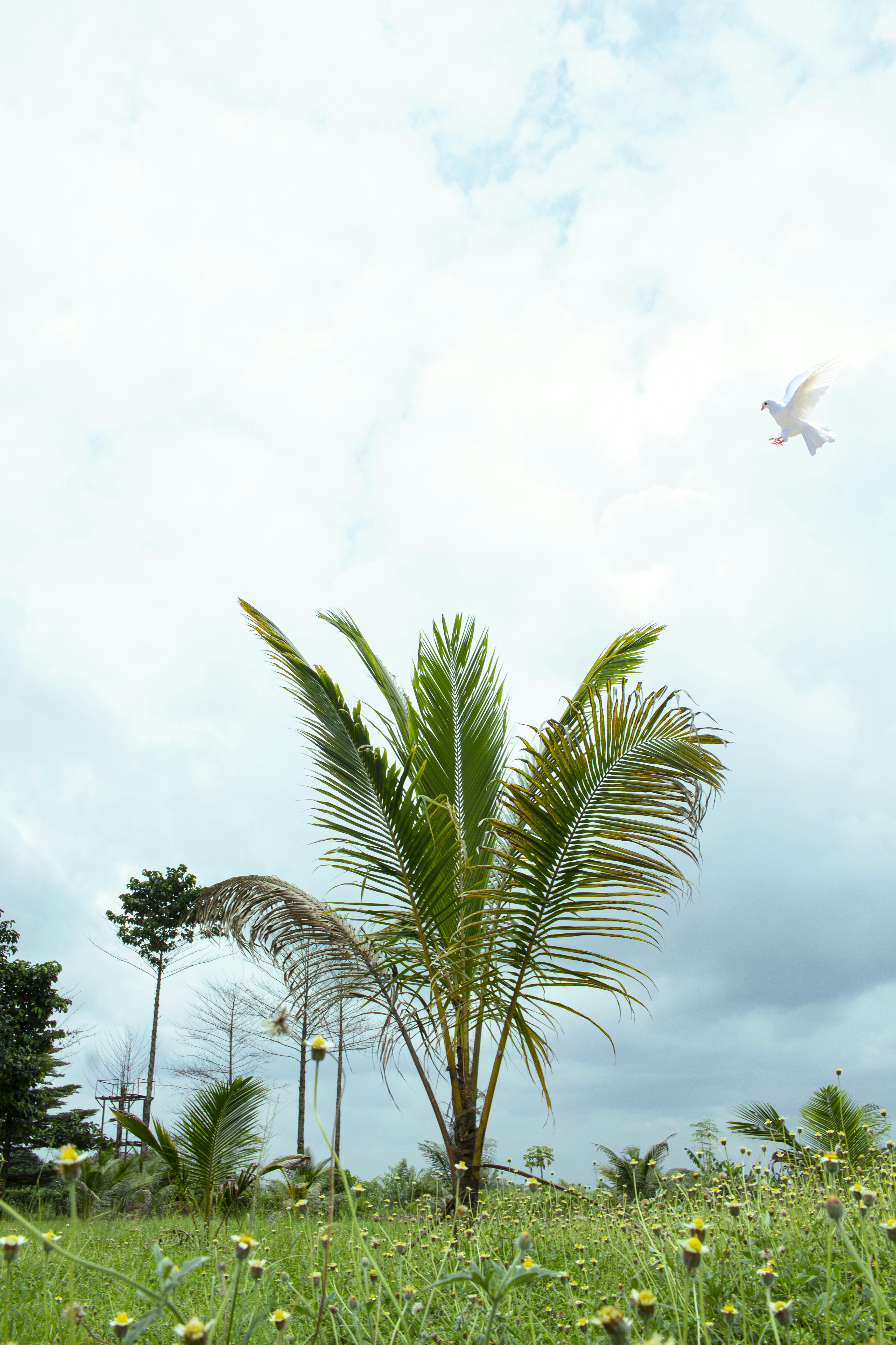 A bird flying over a palm tree photo – Free Bird Image on Unsplash