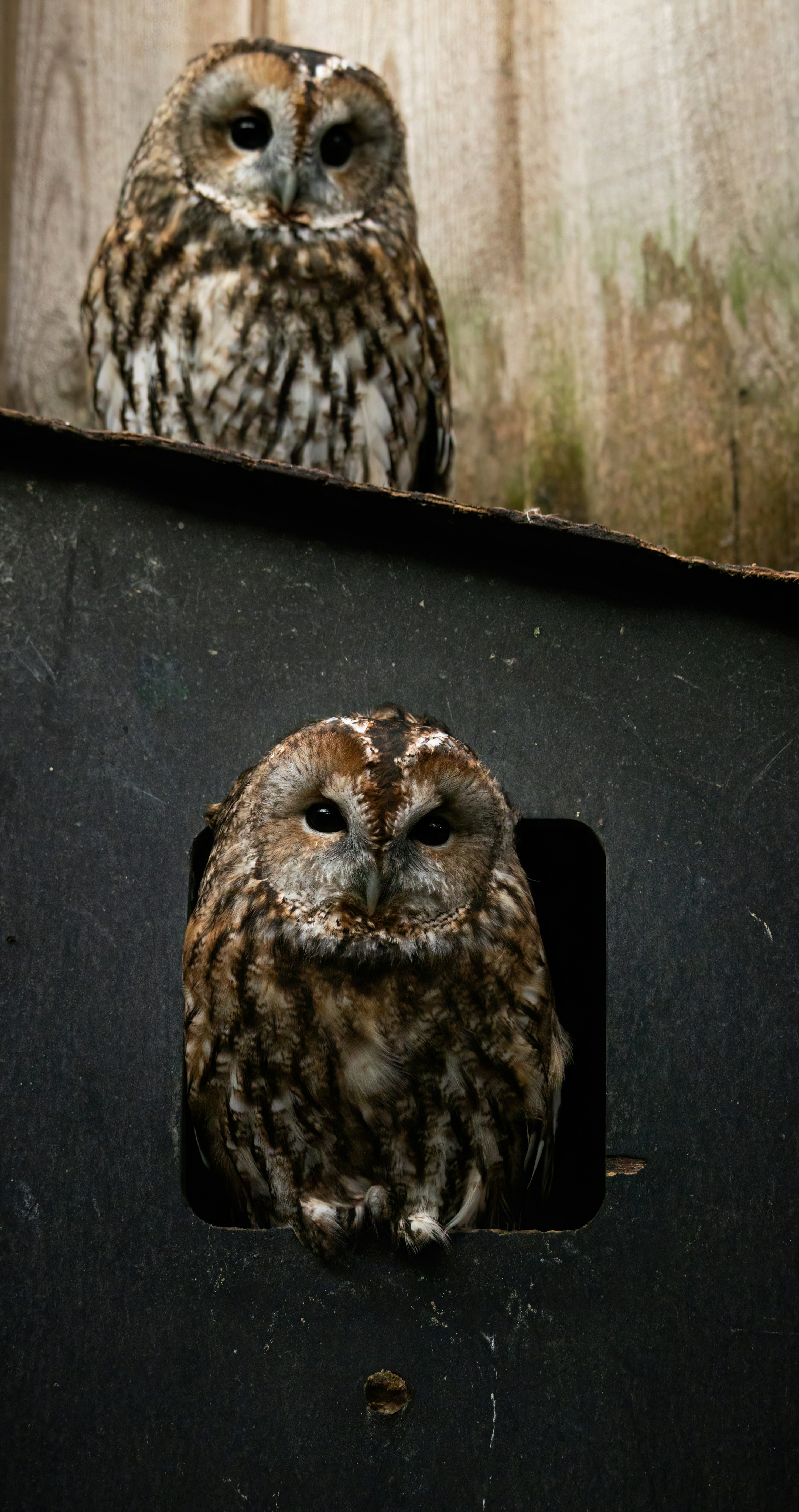 A couple of owls photo – Free Faces Image on Unsplash