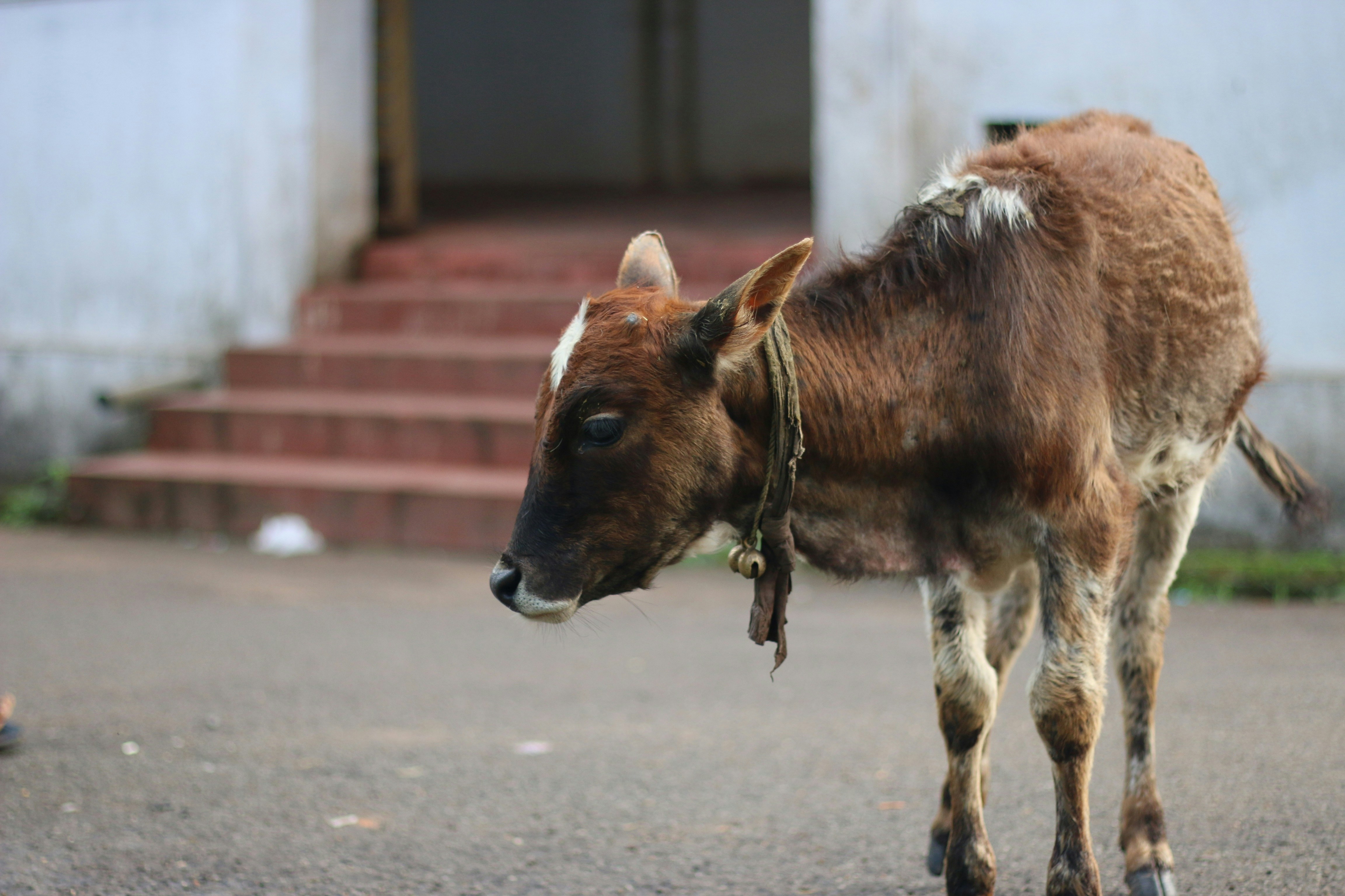 Lonely Messenger: A Prized Donkey on a Quiet Street