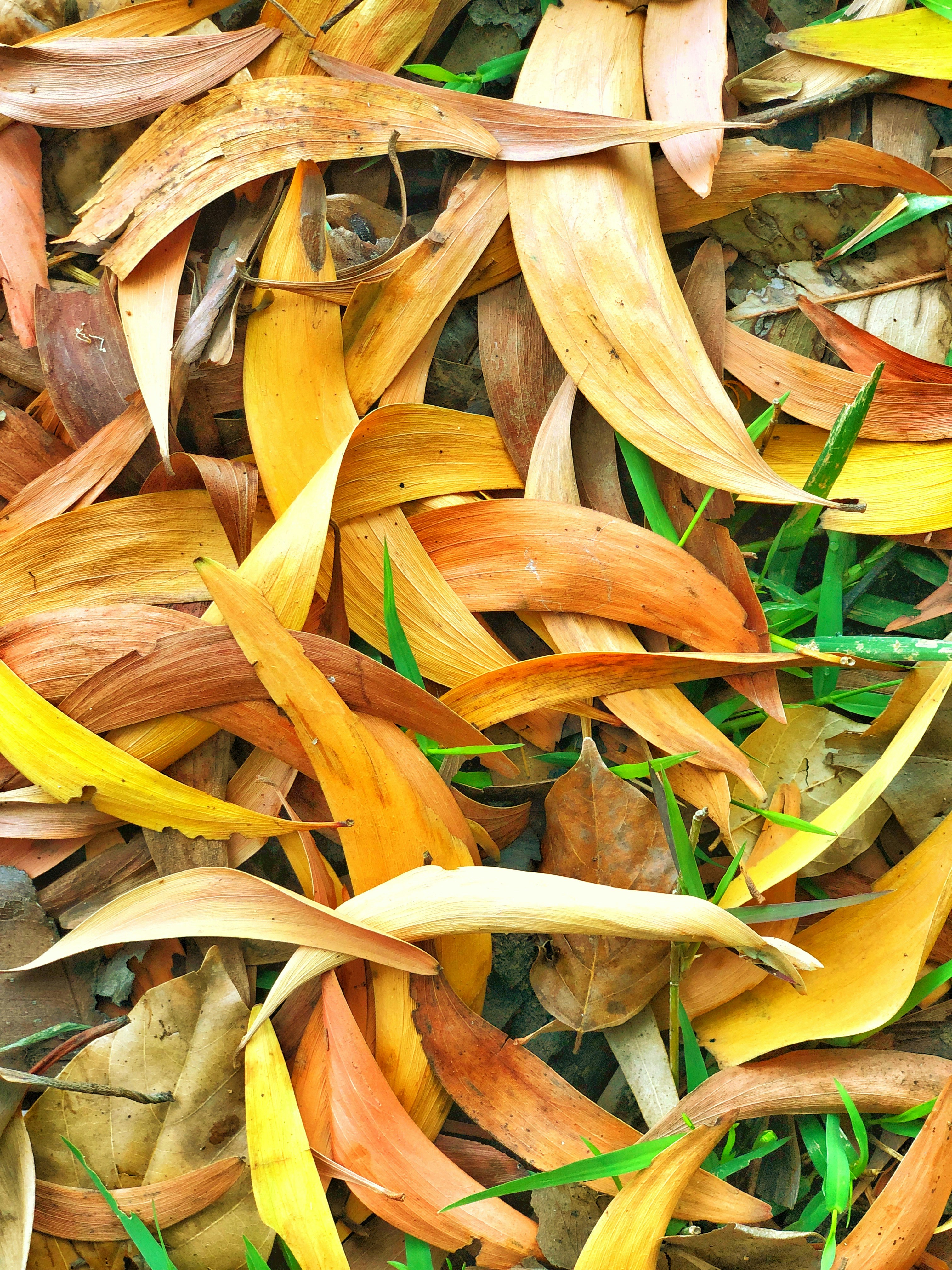 Autumn Fragments: A Meadow of Fallen Leaves