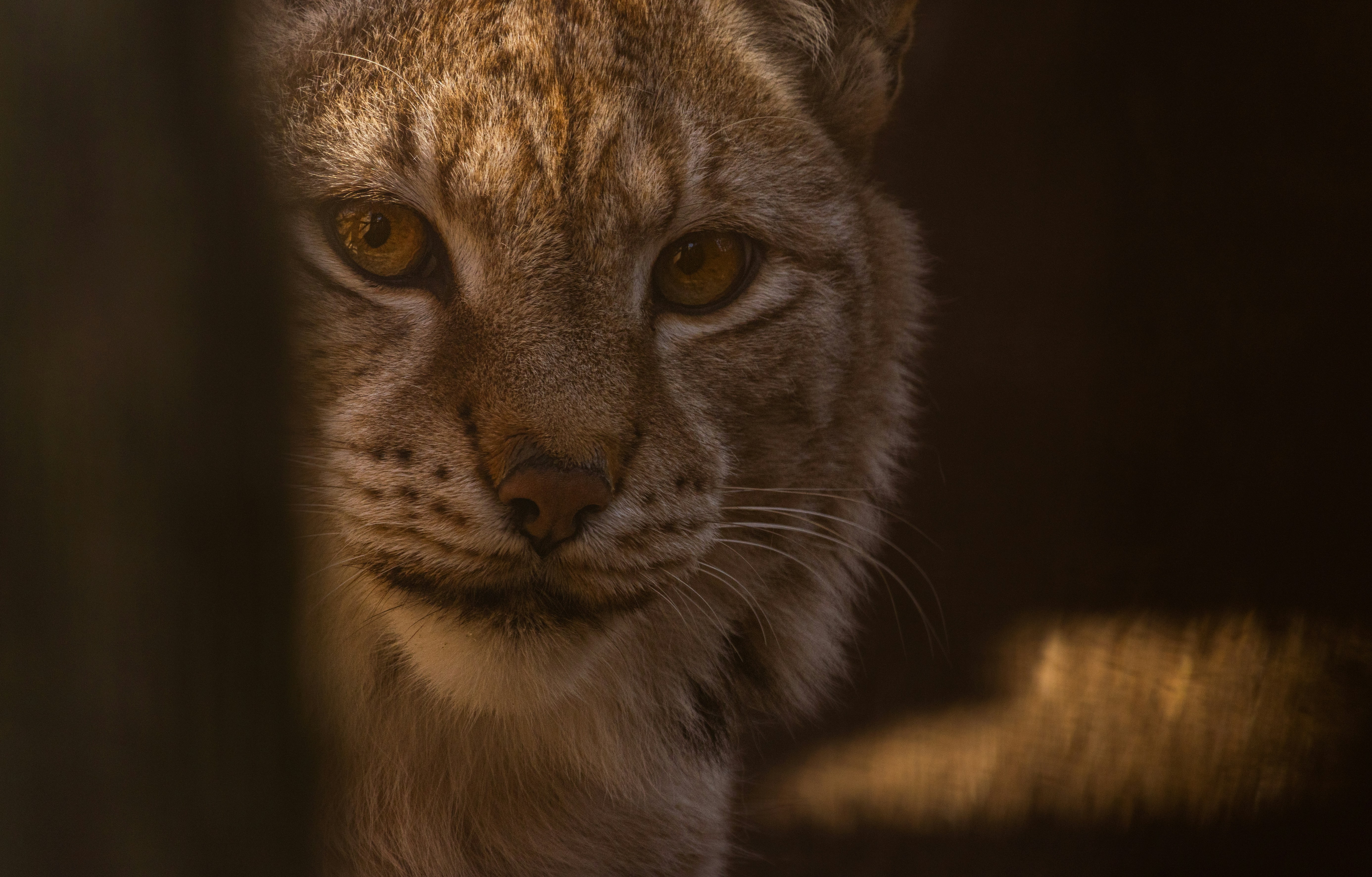 Amber Gaze Peeking Through the Shadows