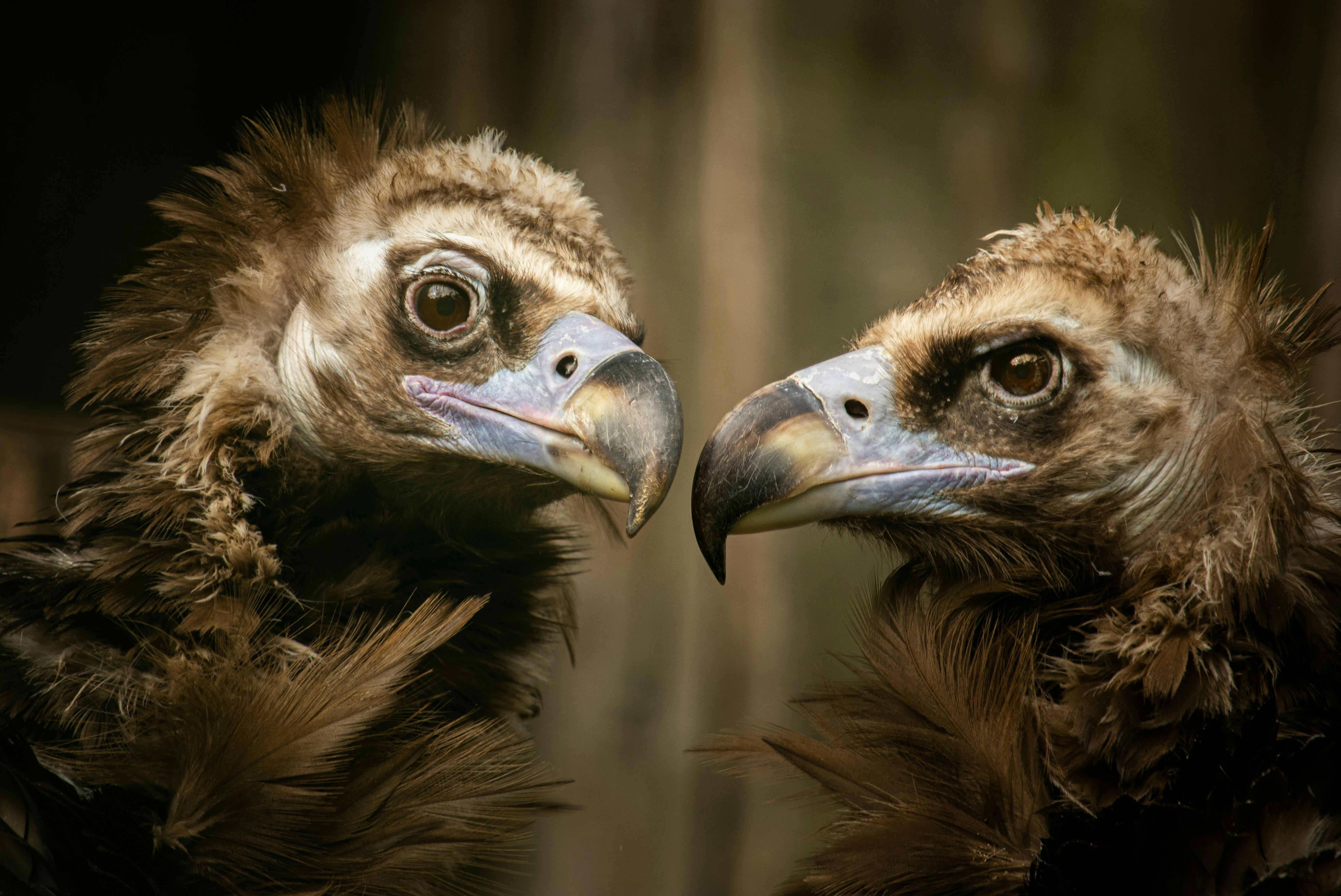Close-up photograph of two juvenile raptors facing each other, their textured brown plumage catching soft light. The composition centers on the meeting gaze, highlighting their beaks and facial detail.