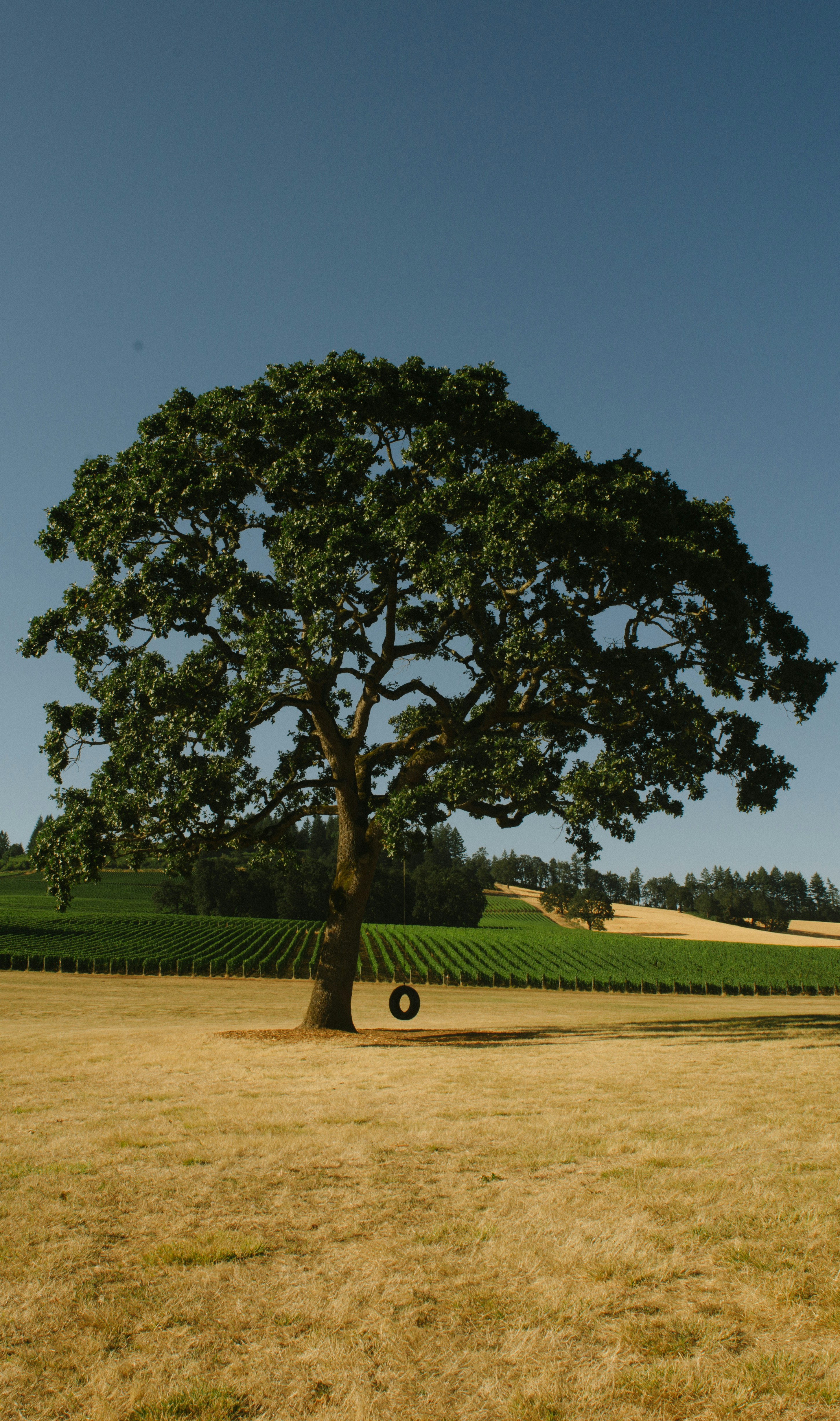 The Quiet Sentinel: A Lone Oak Against a Wide, Sunlit Field