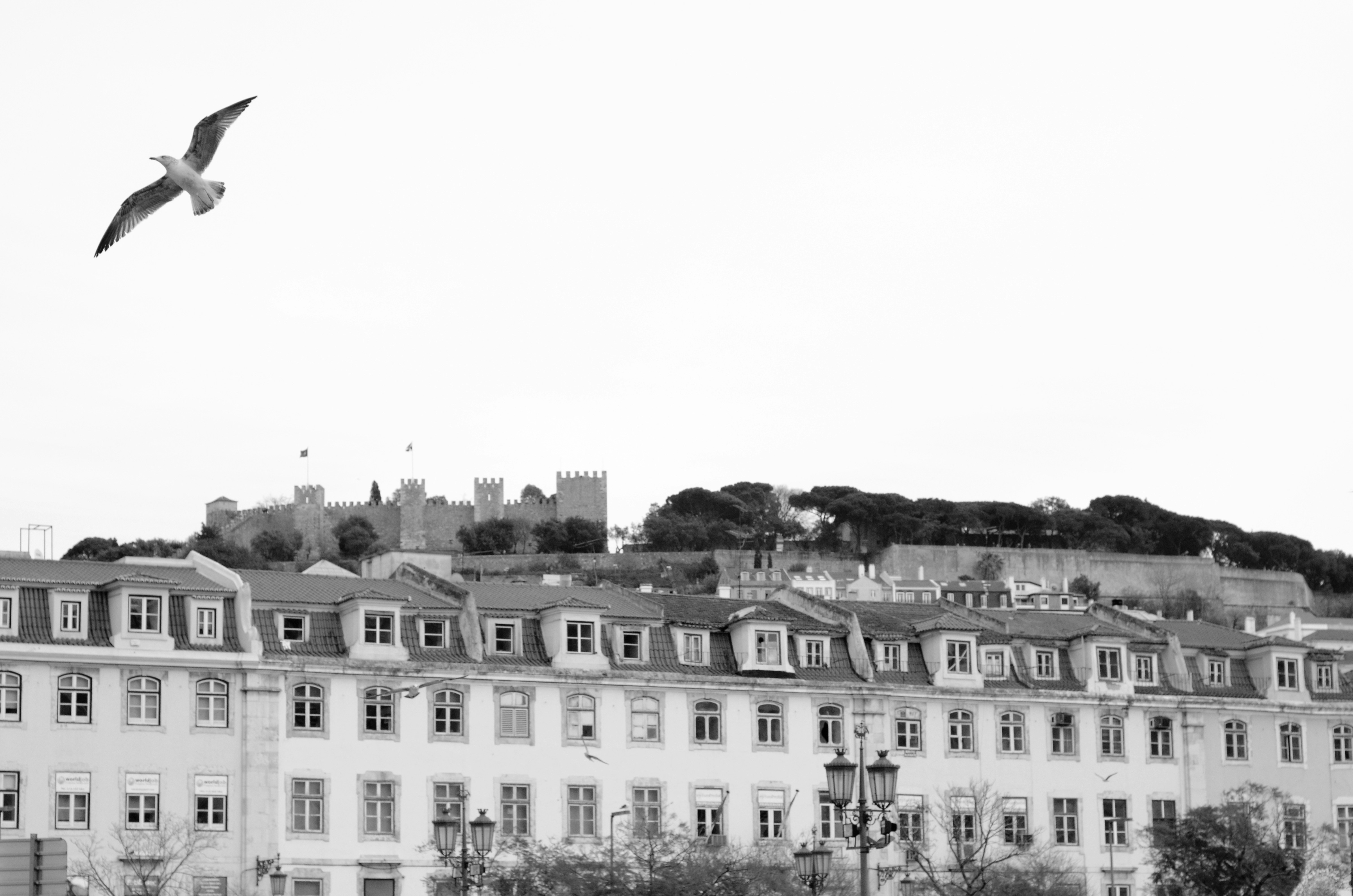 Urban Horizon: A Seagull Over the Quiet City Rooftops