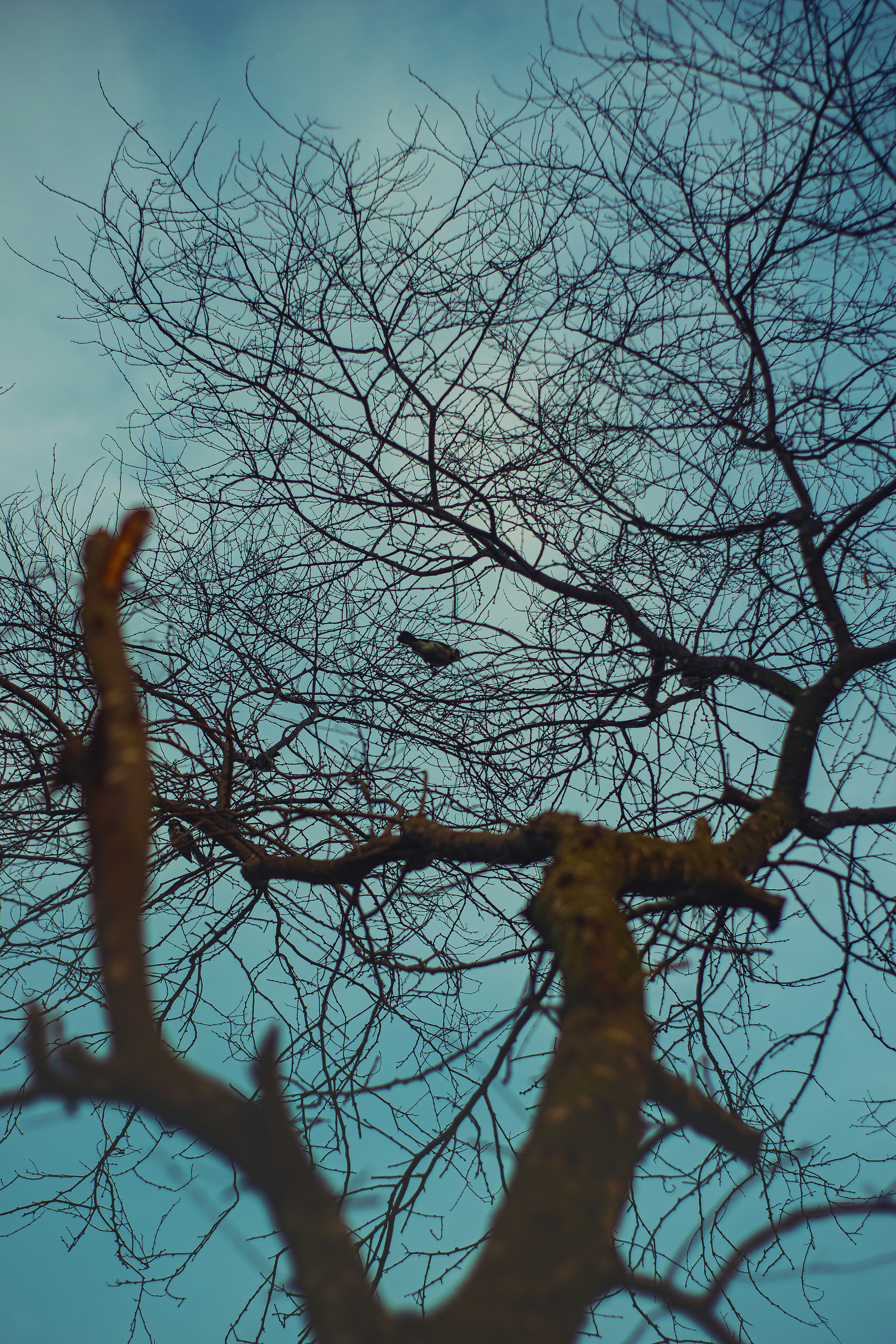 Winter Lattice: A lone bird on a bare-branch stage under a teal sky