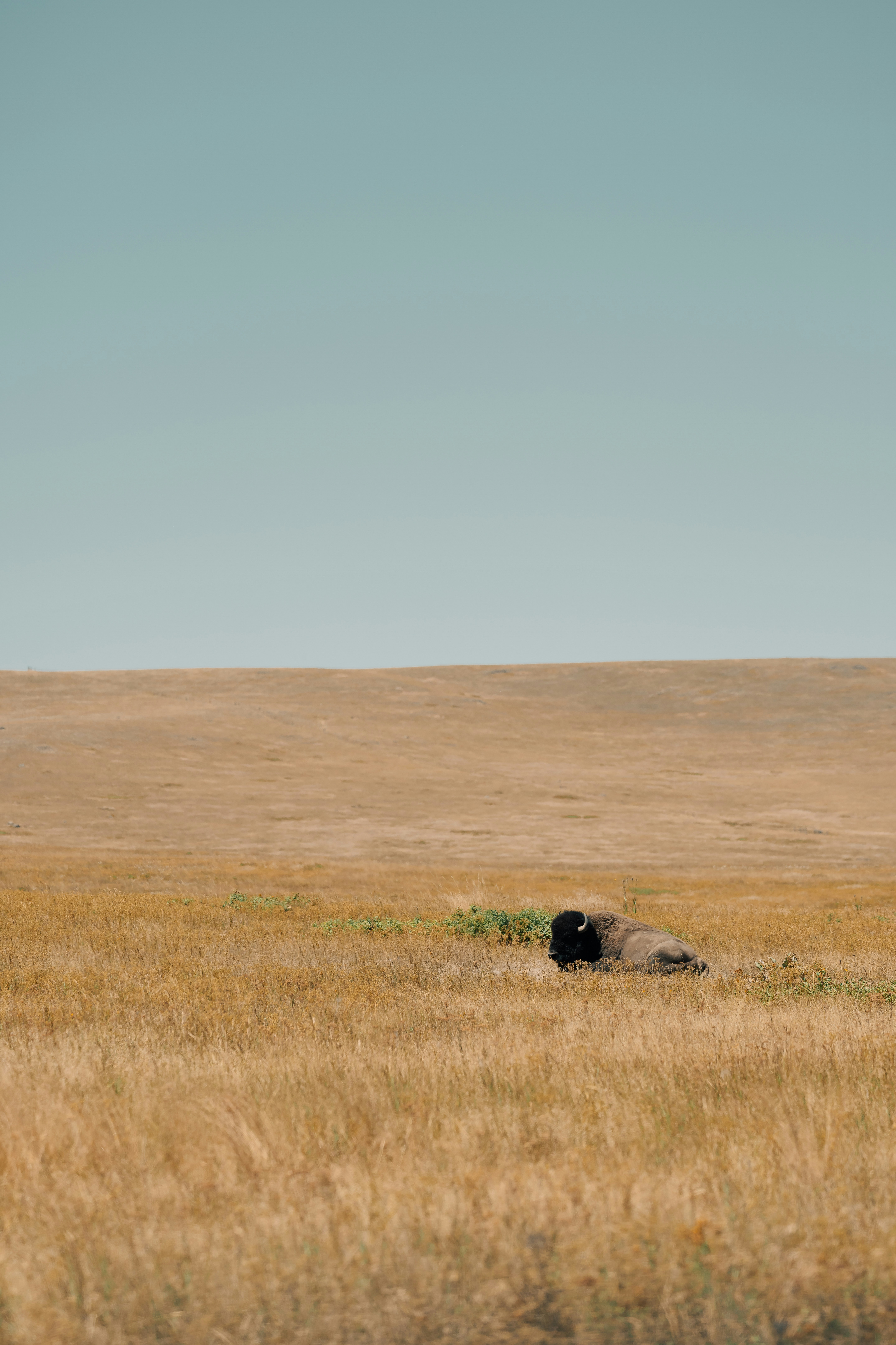 The Solitary Sentinel of the Prairie