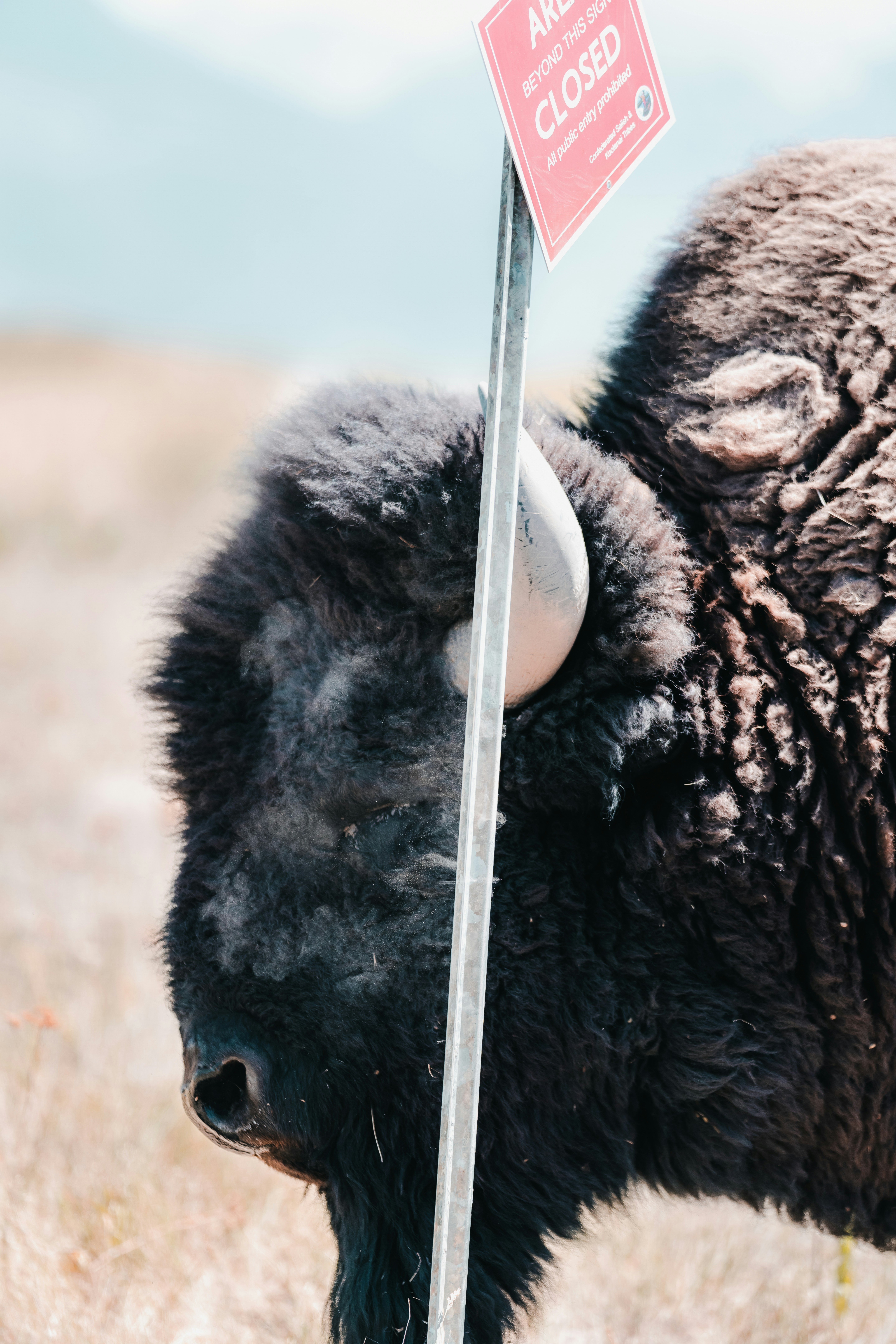 Close-Up Portrait: Desert Bison Framed by a Red 'CLOSED' Sign
