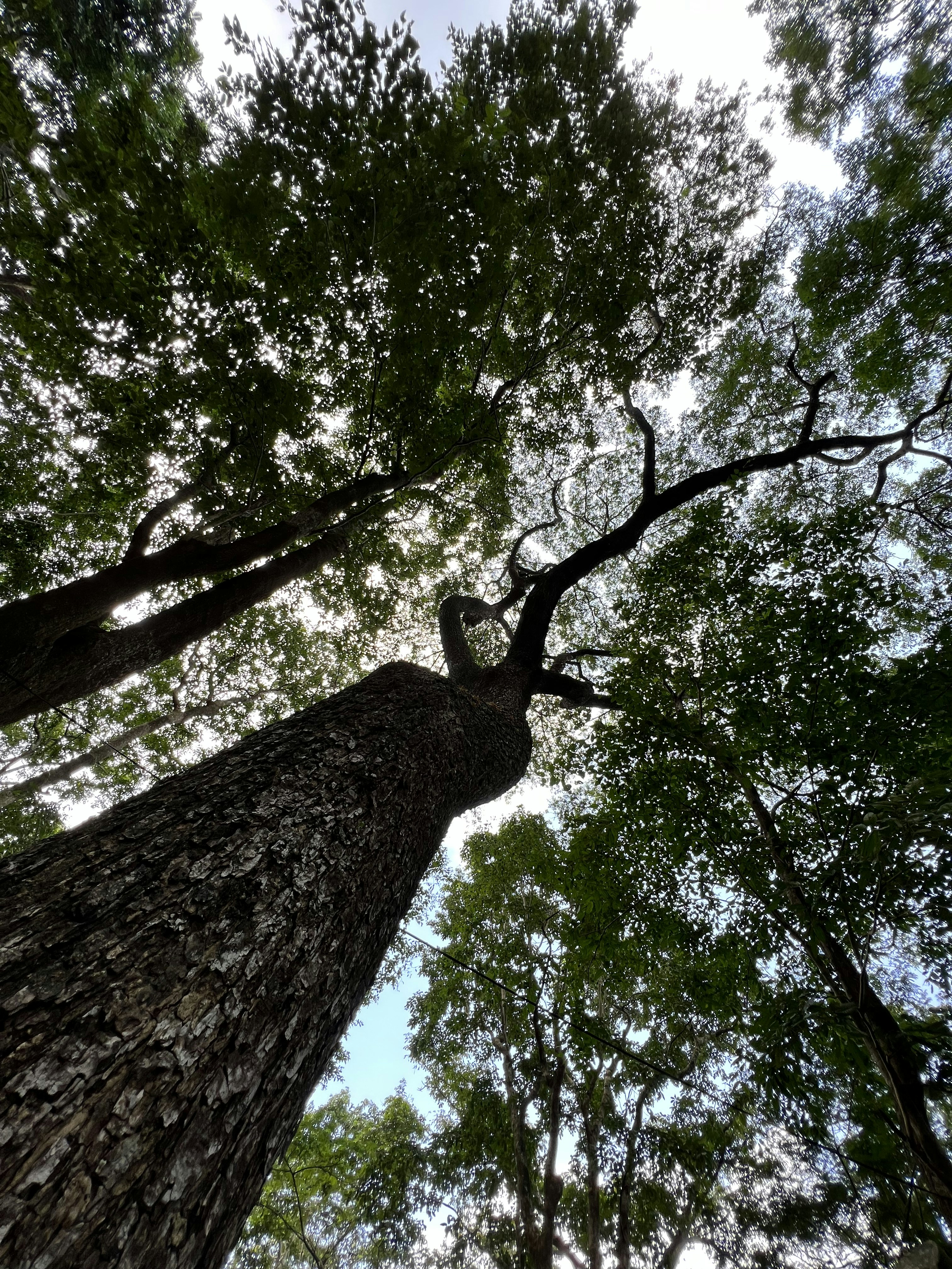 Foto Un árbol con muchas ramas – Imagen Árbol gratis en Unsplash