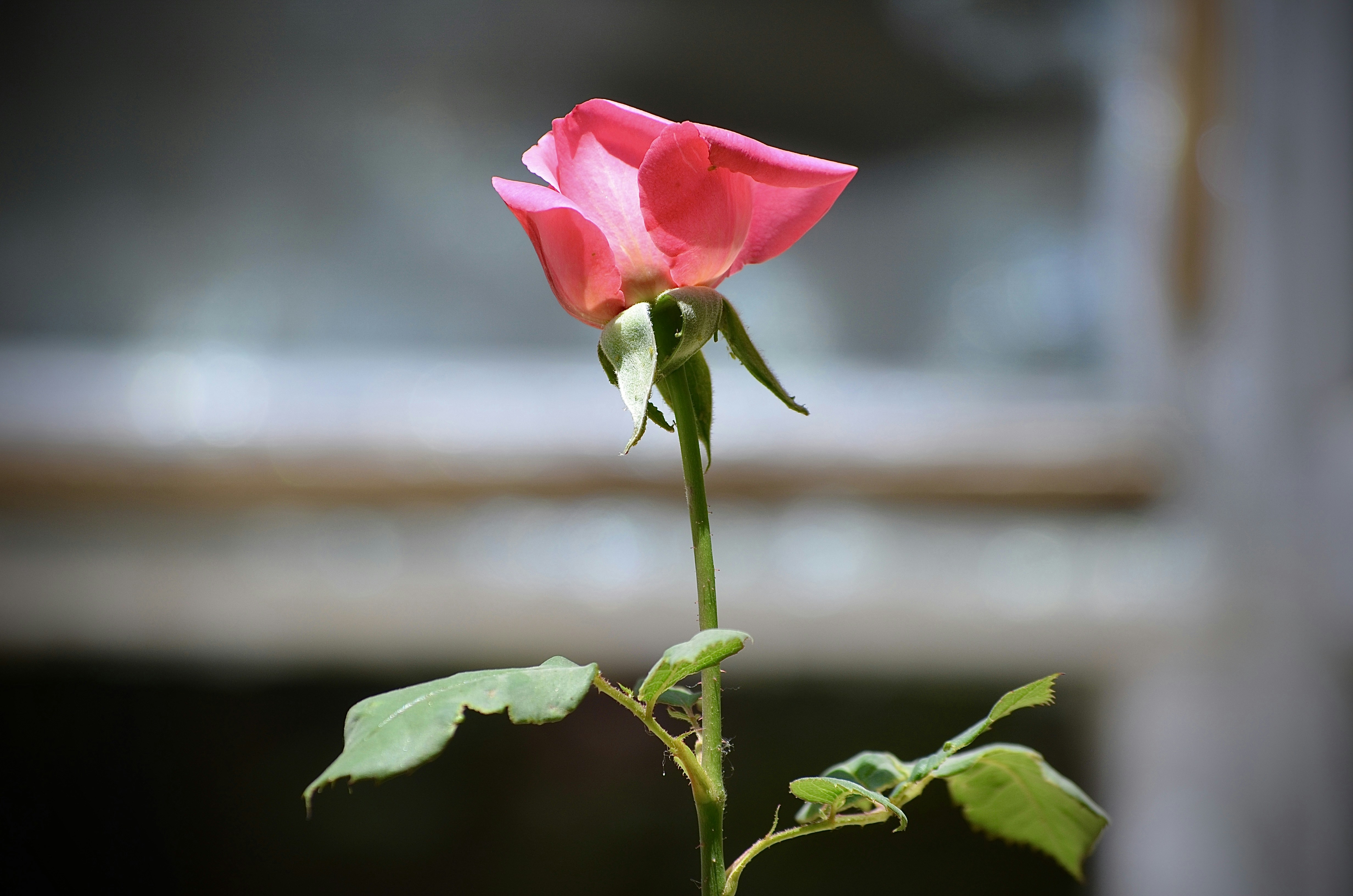 Single pink rose in bloom with green leaves, set against a blurred background.
