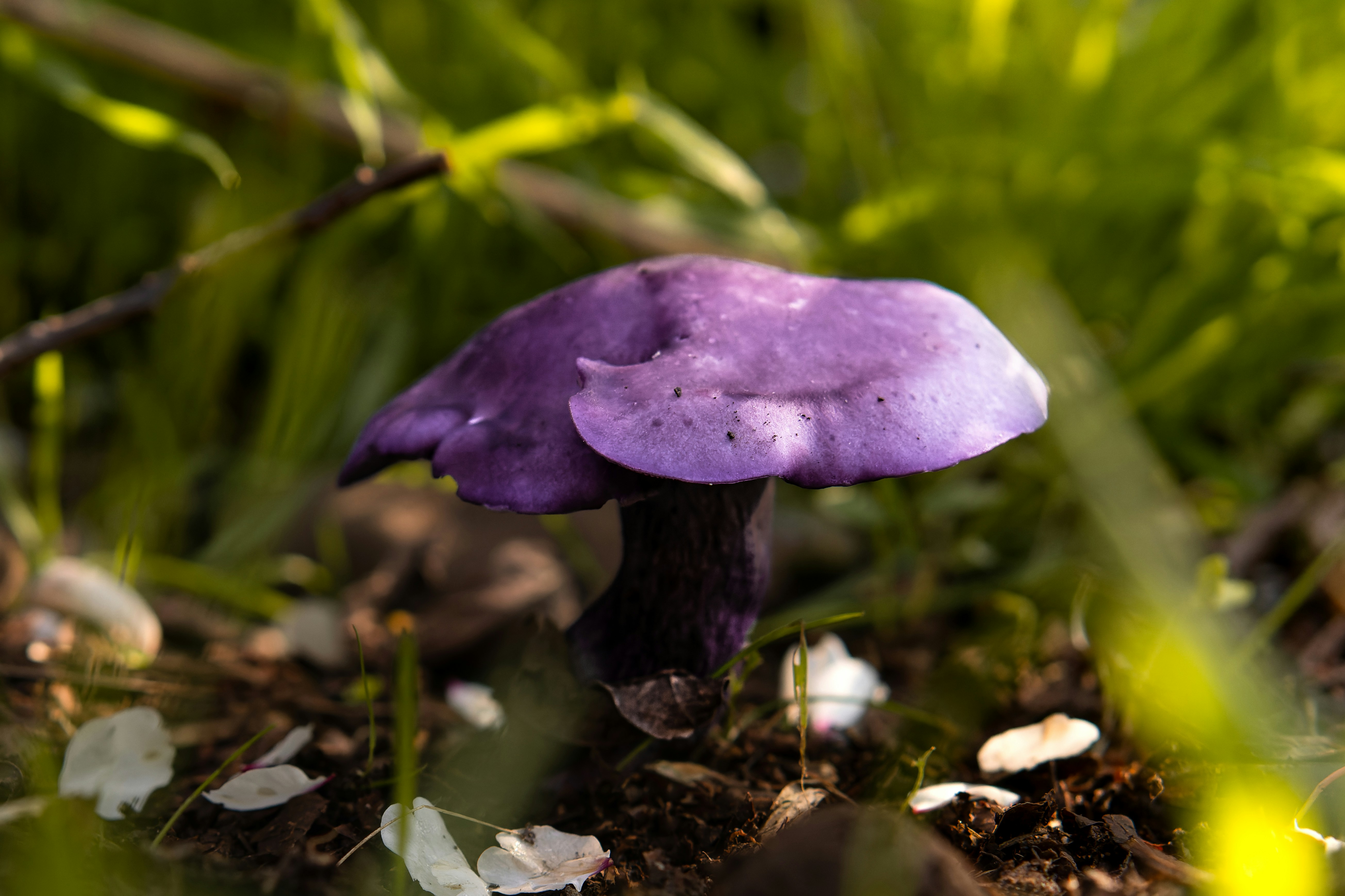 Purple Velvet Mushroom Anchors a Mossy Forest Floor in Dappled Light