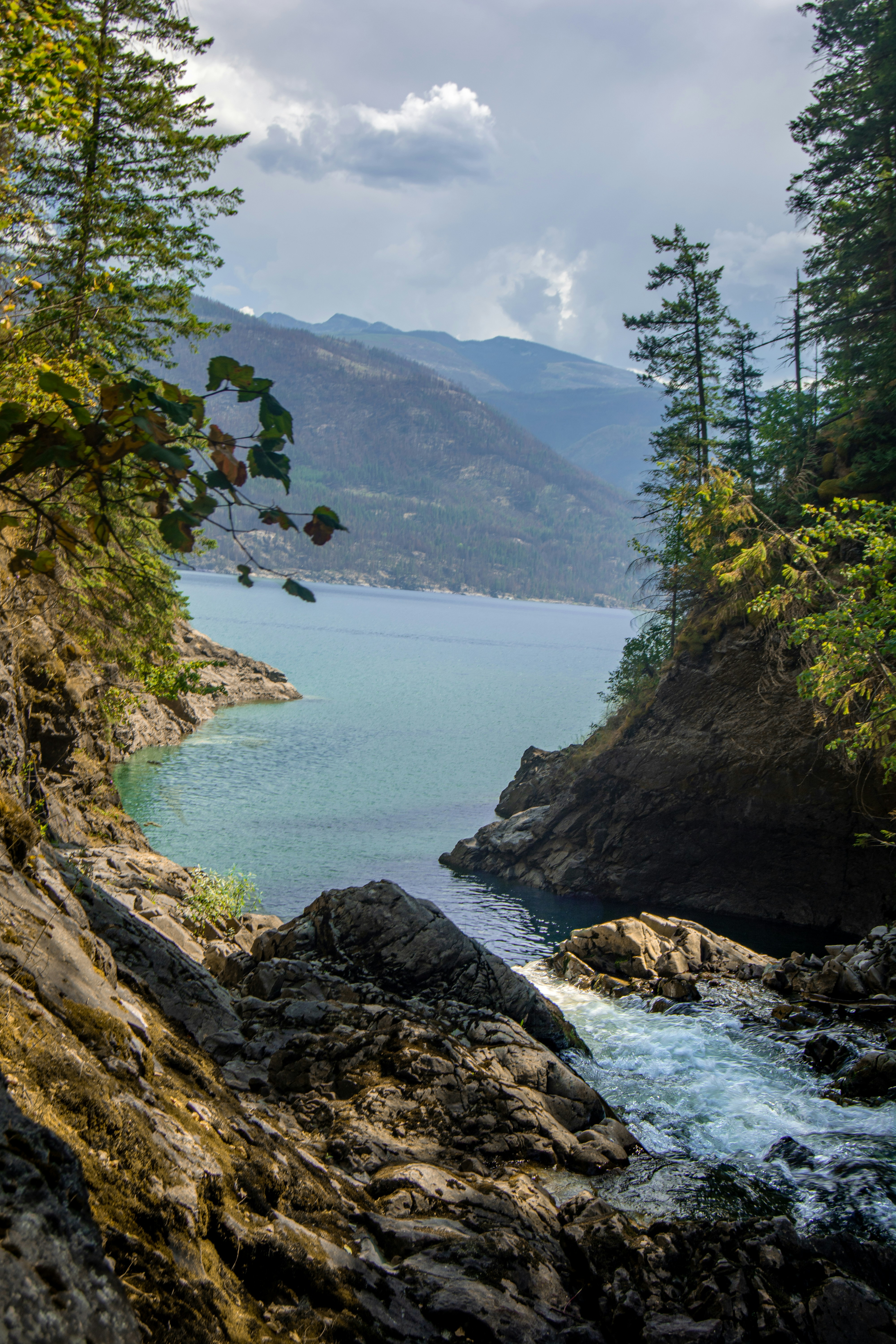 Pines Framing a Turquoise Fjord Between Alpine Peaks