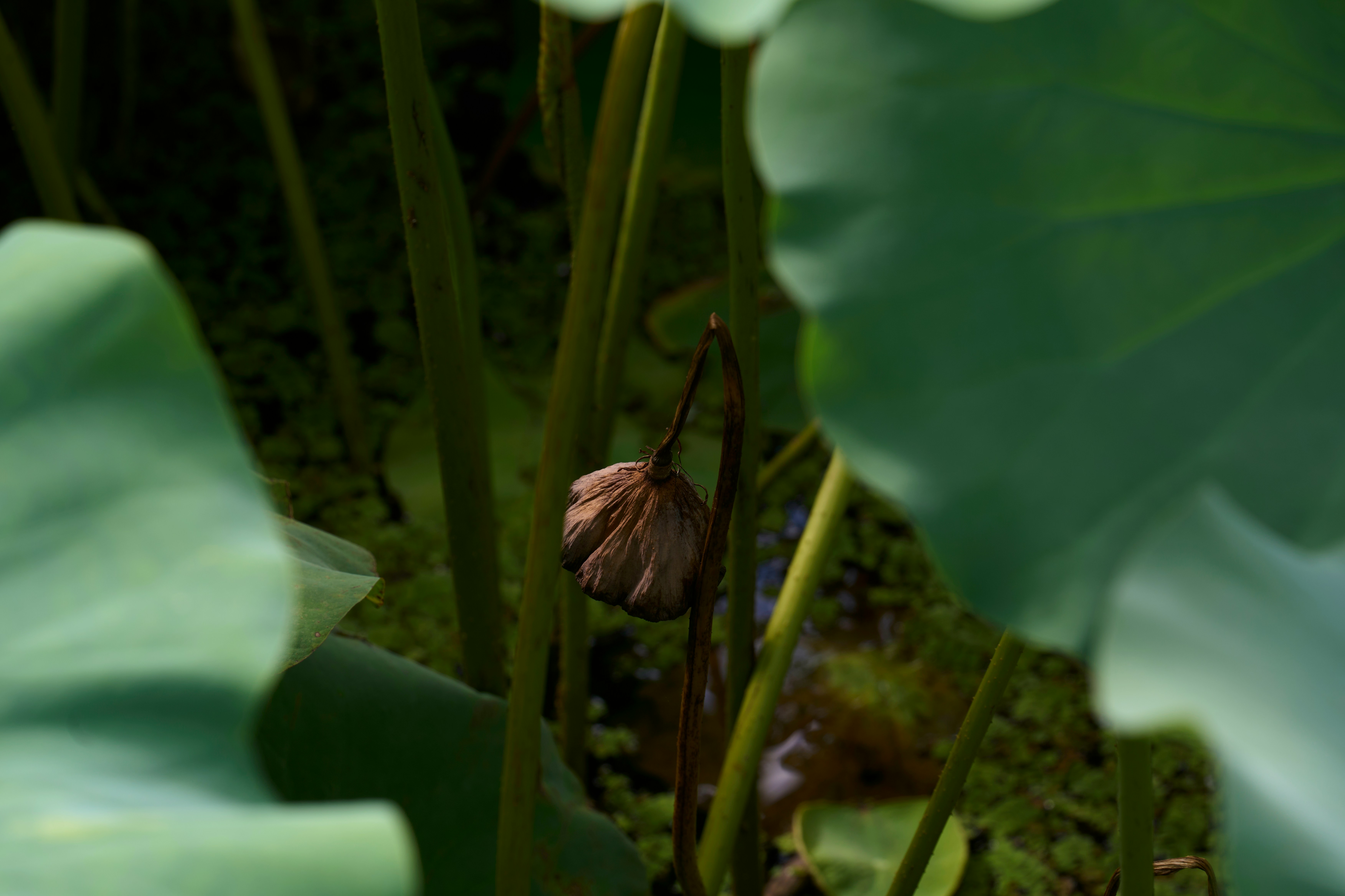 Quiet Seed Pod Anchored Between Emerald Lotus Leaves
