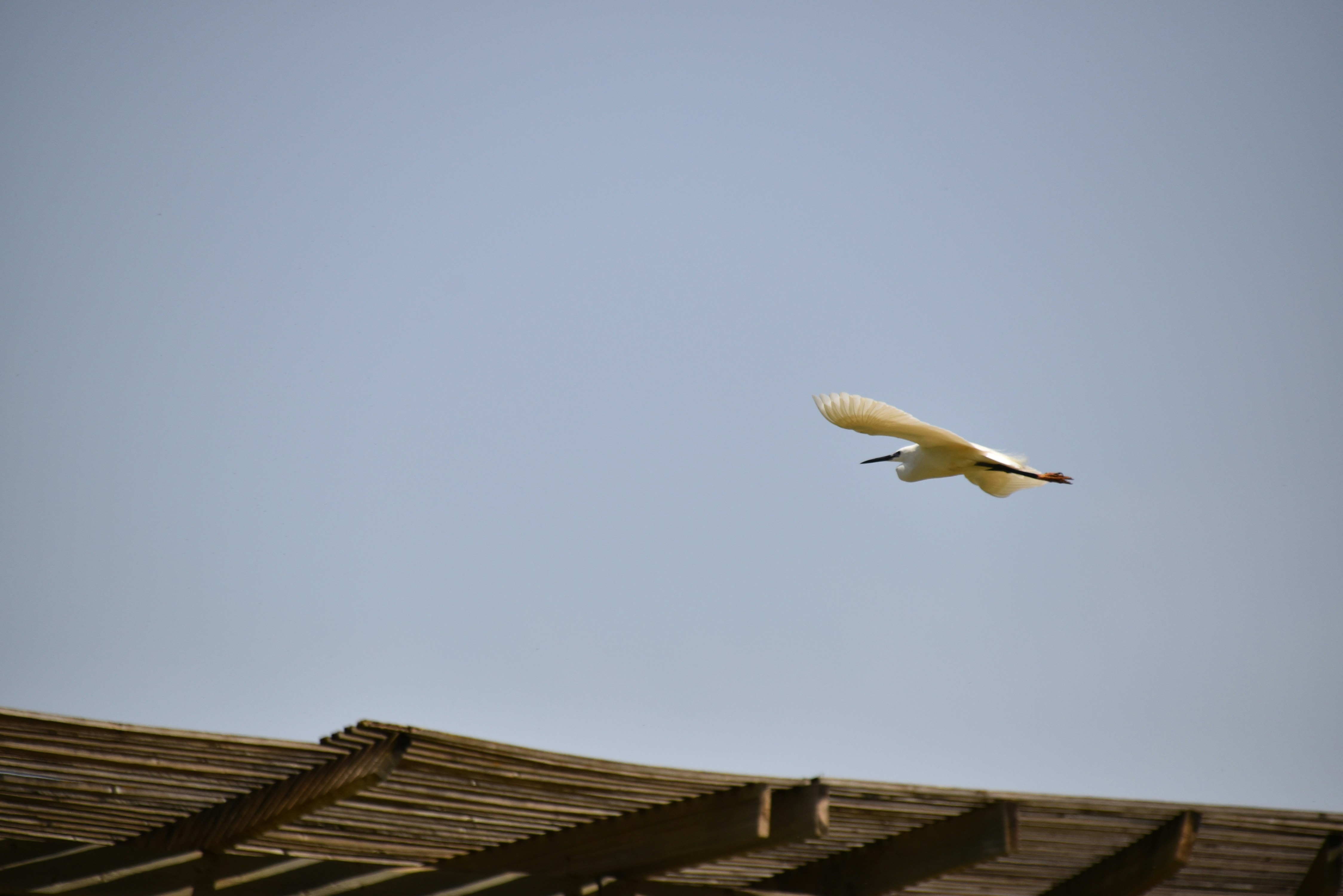 Foto Una gaviota volando sobre un techo – Imagen Valle de Hula gratis ...