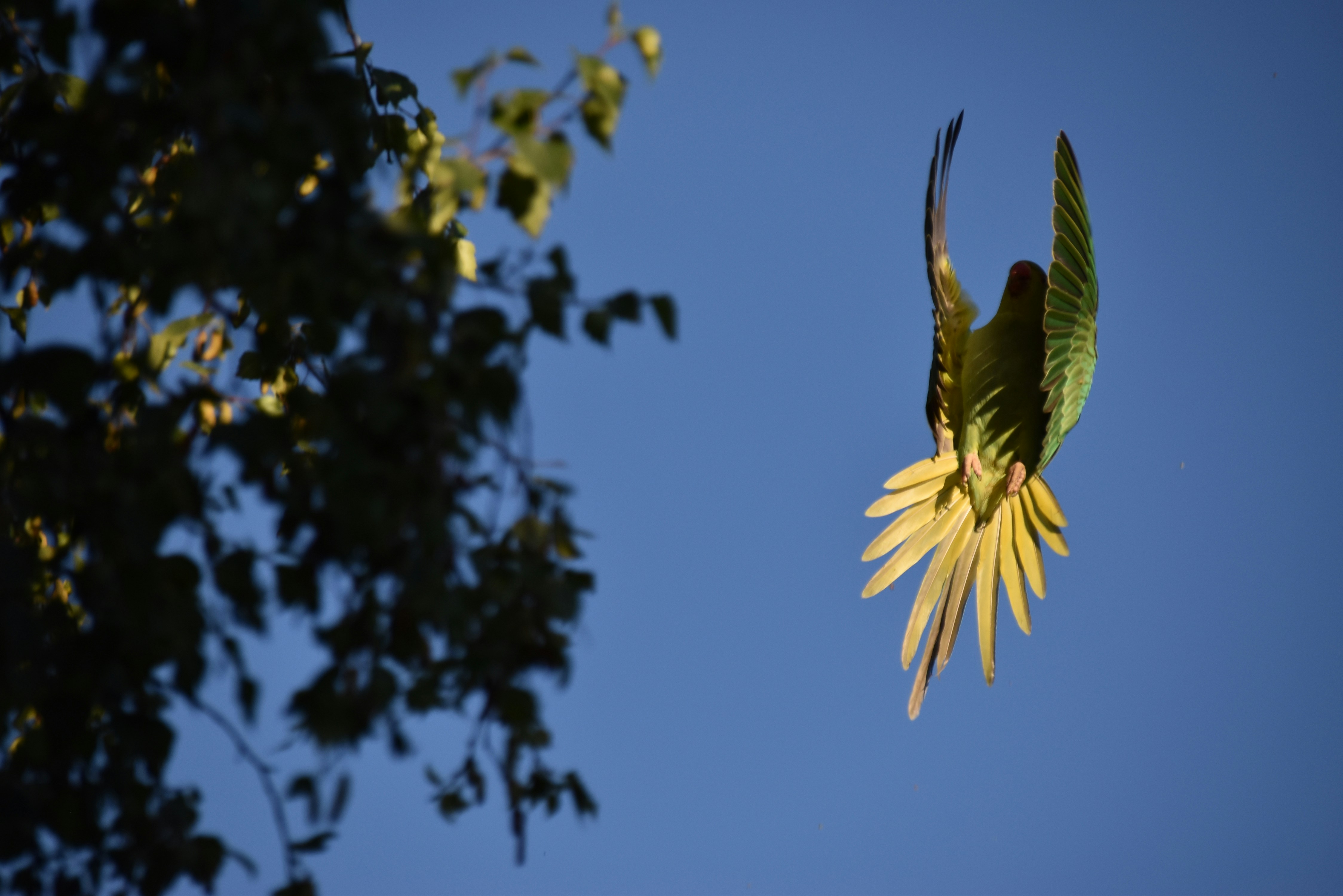 Emerald Glide Against a Cerulean Sky