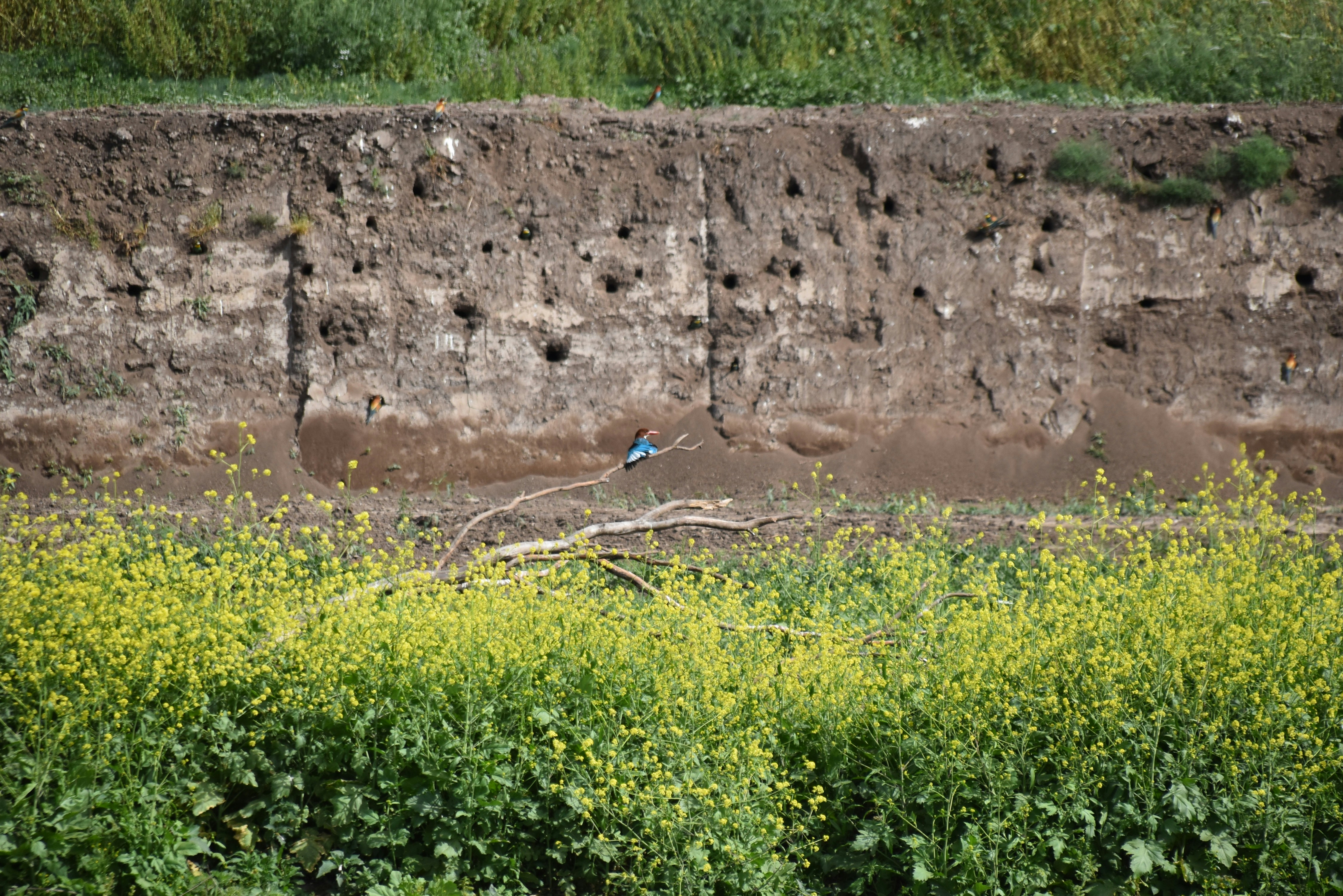 A person standing on a log in a field of flowers photo – Free Hula ...