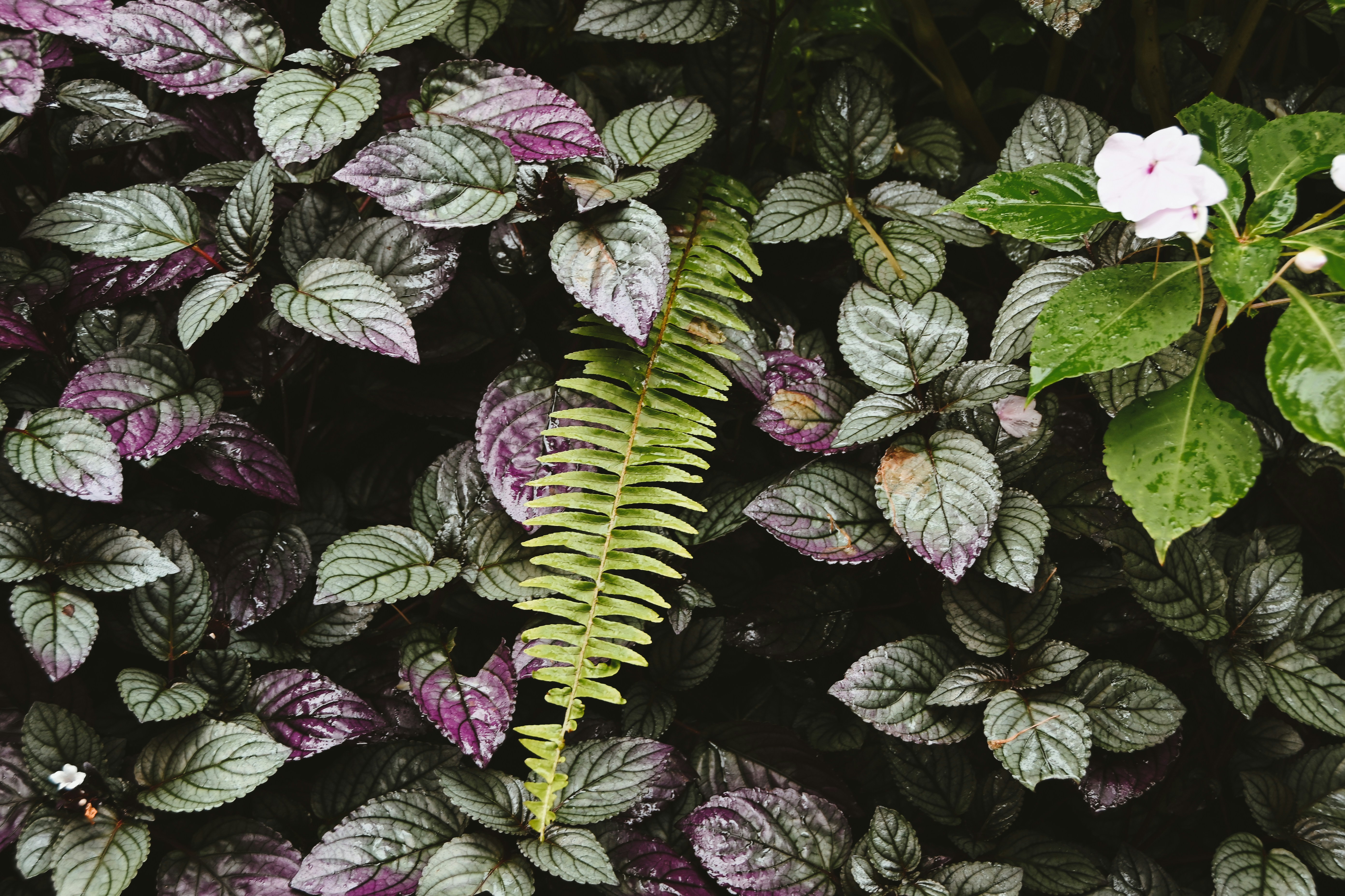 Emerald Spear Rising Through Velvet Foliage