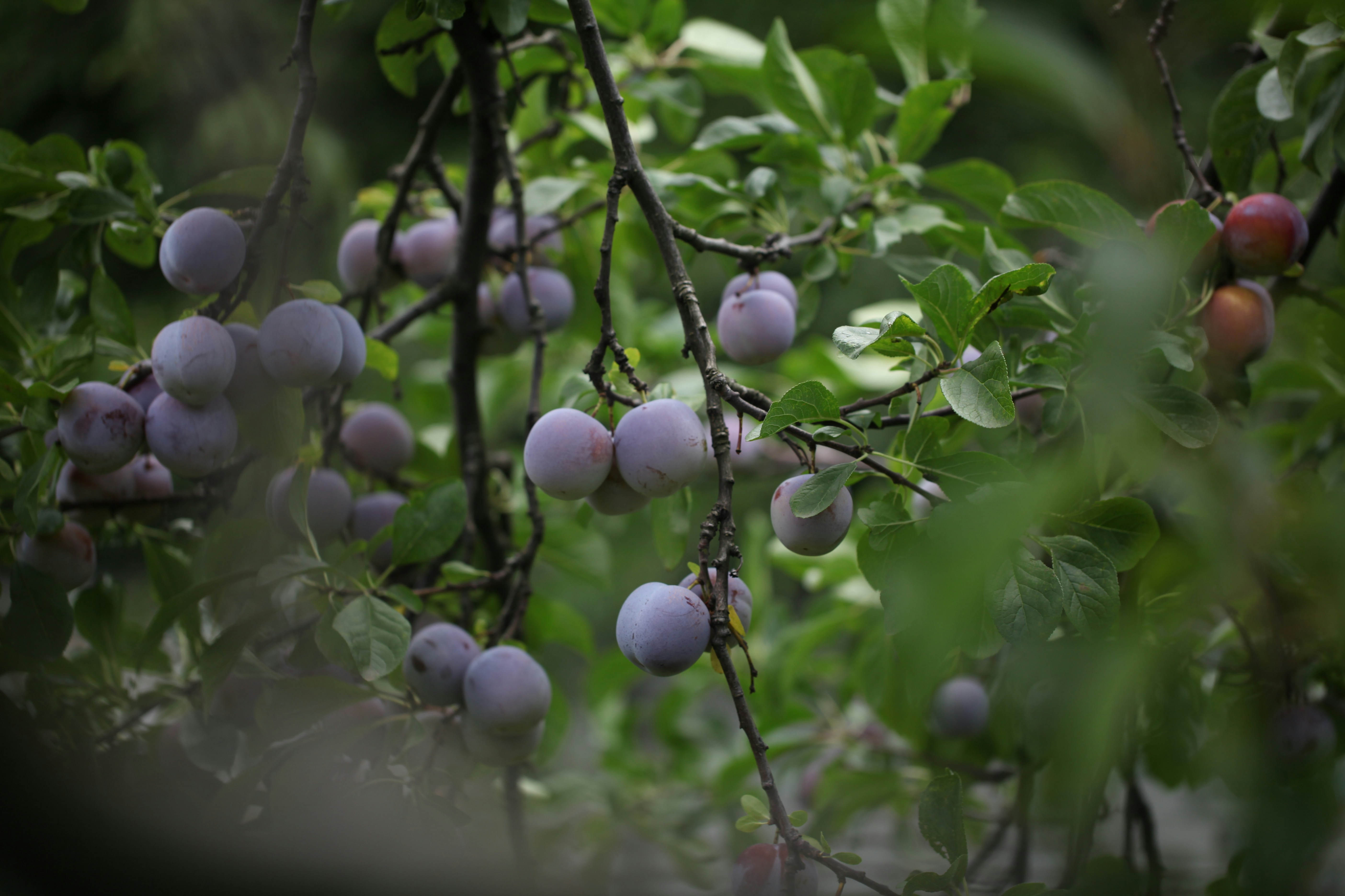Clusters of ripe plums nestled among lush green leaves in an orchard, highlighting the beauty of nature's bounty.