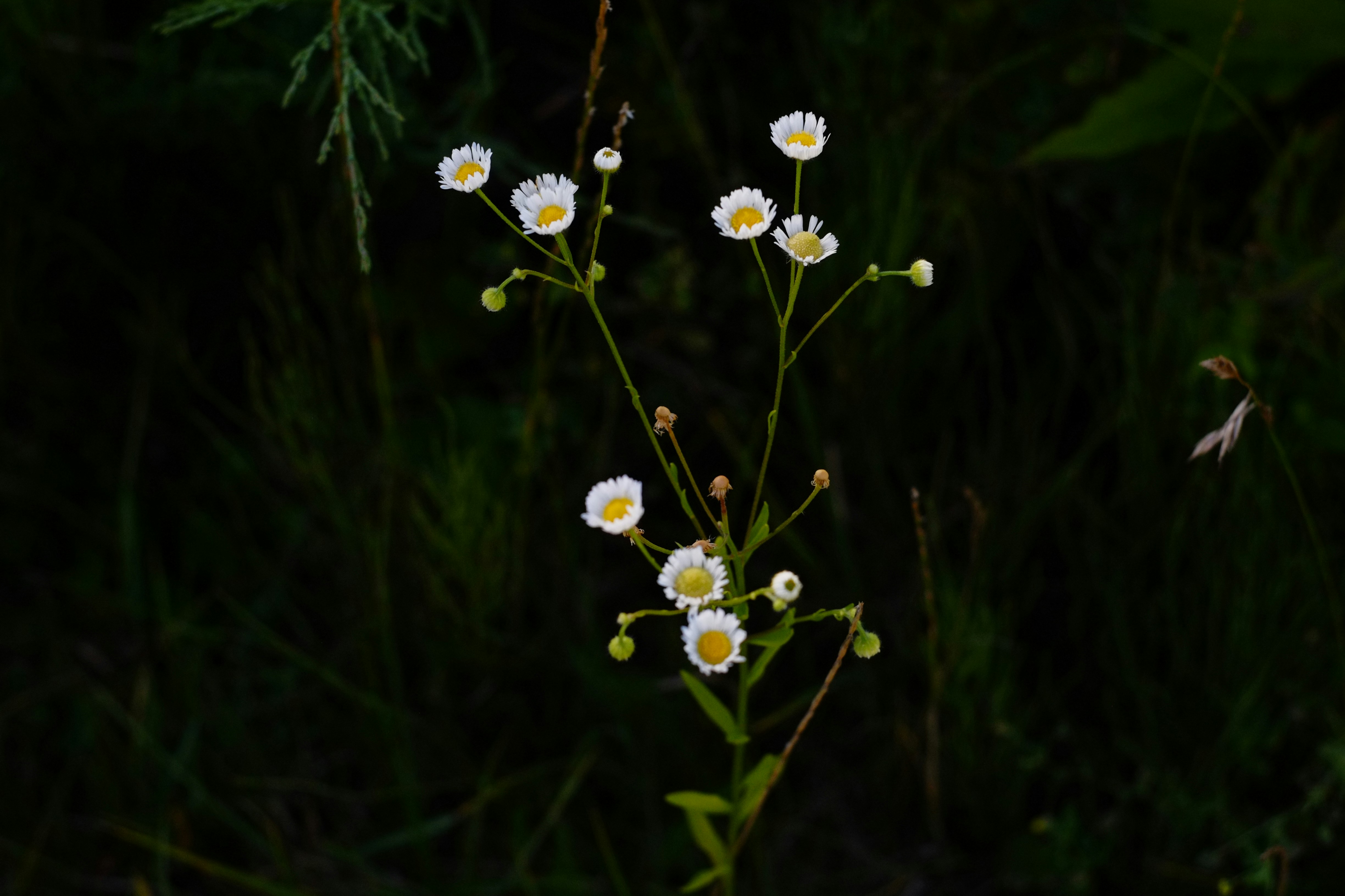 Daisies in the velvet shade: a slender stem at dusk