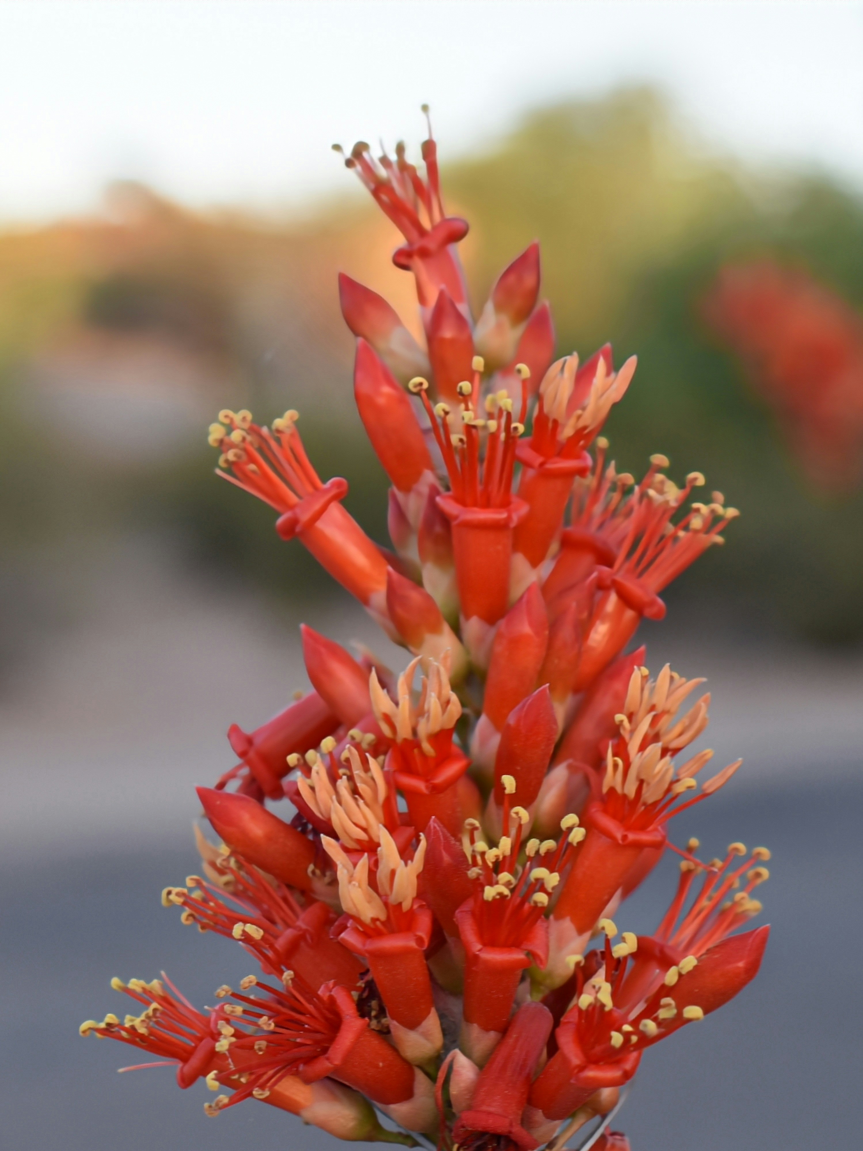 Crimson Spires: A Macro Portrait of a Red Inflorescence