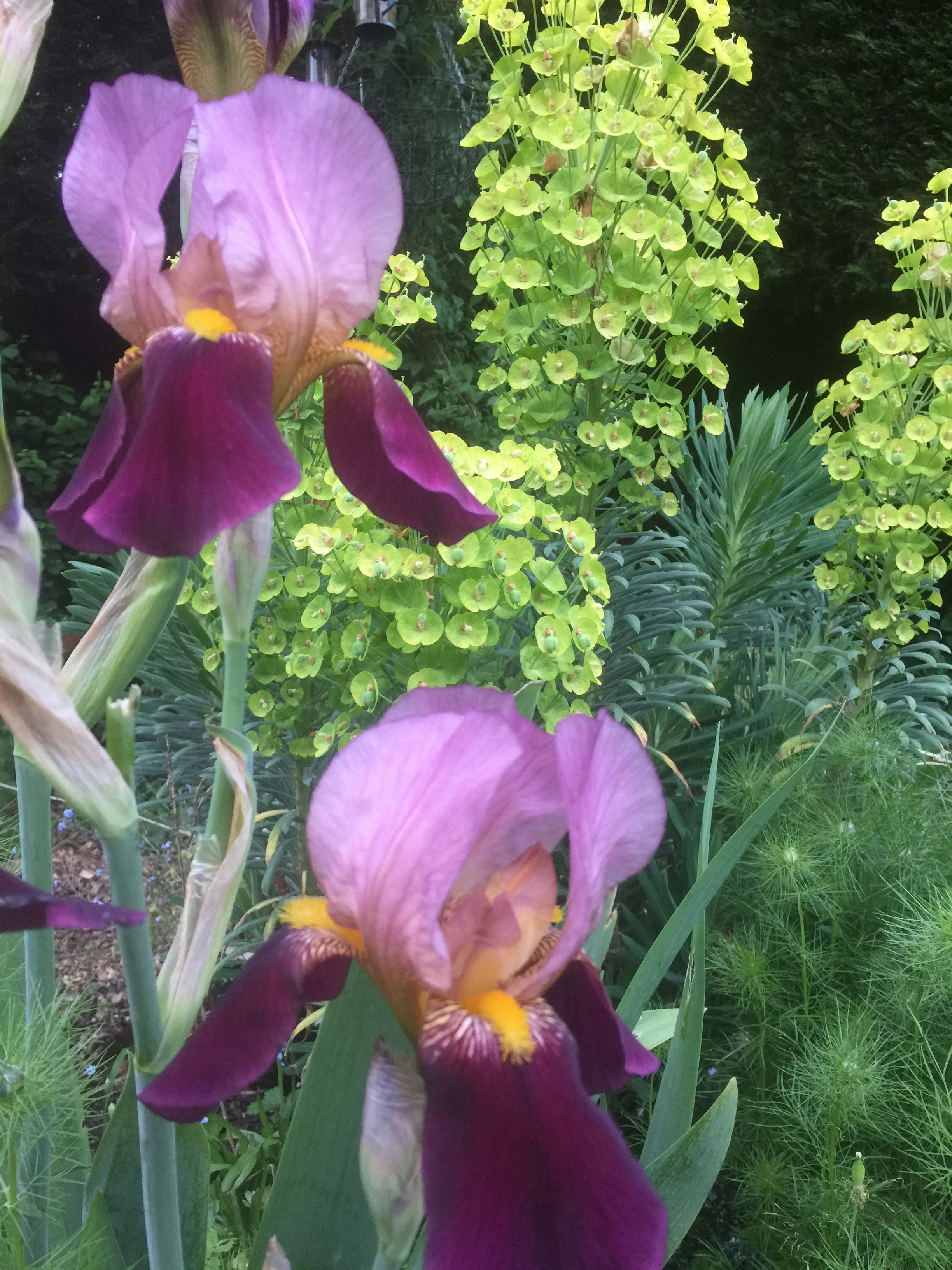 Violet Iris in a Verdant Sea of Green and Gold