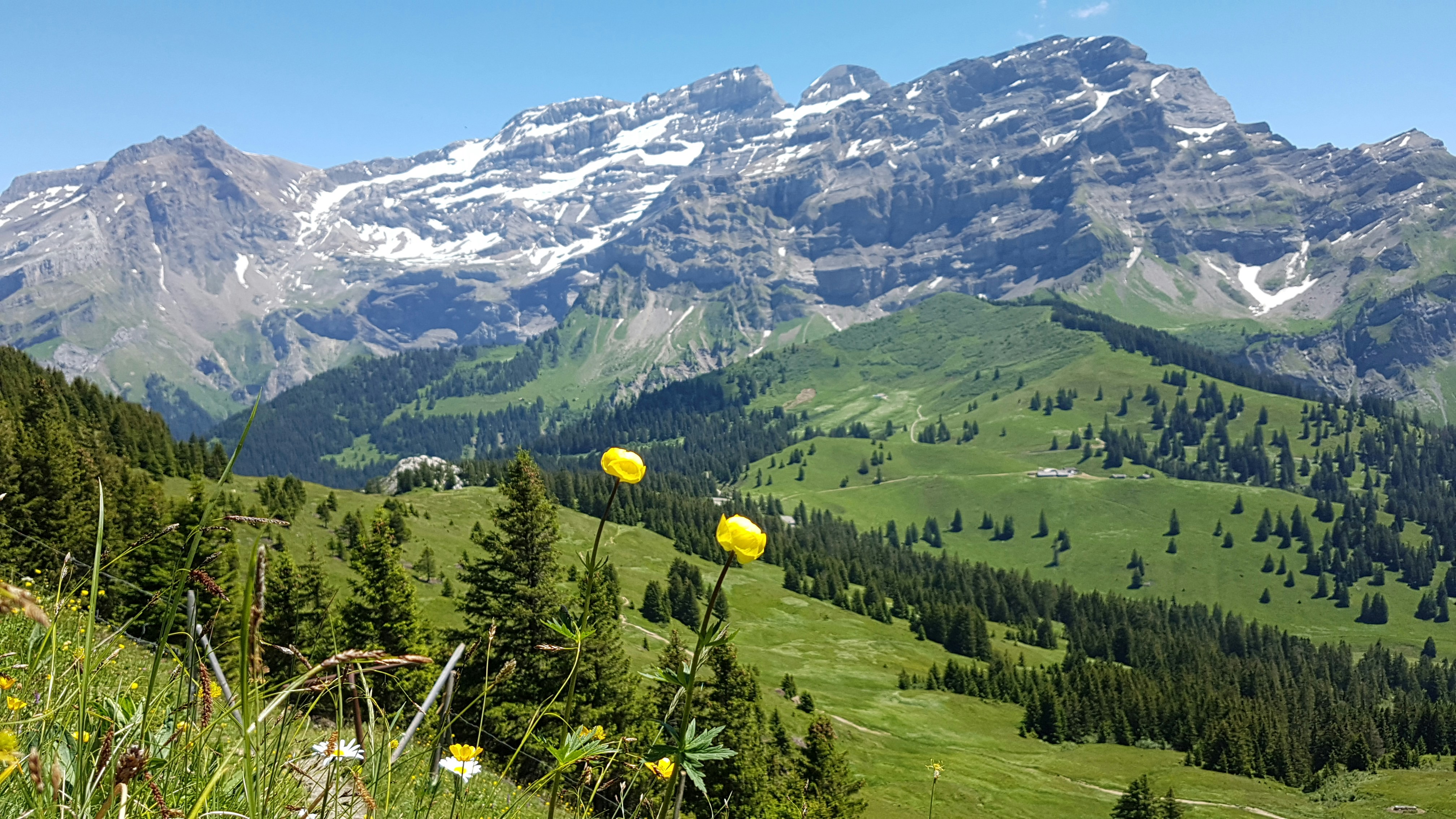 Snow-capped mountains overlooking verdant meadows dotted with yellow wildflowers.