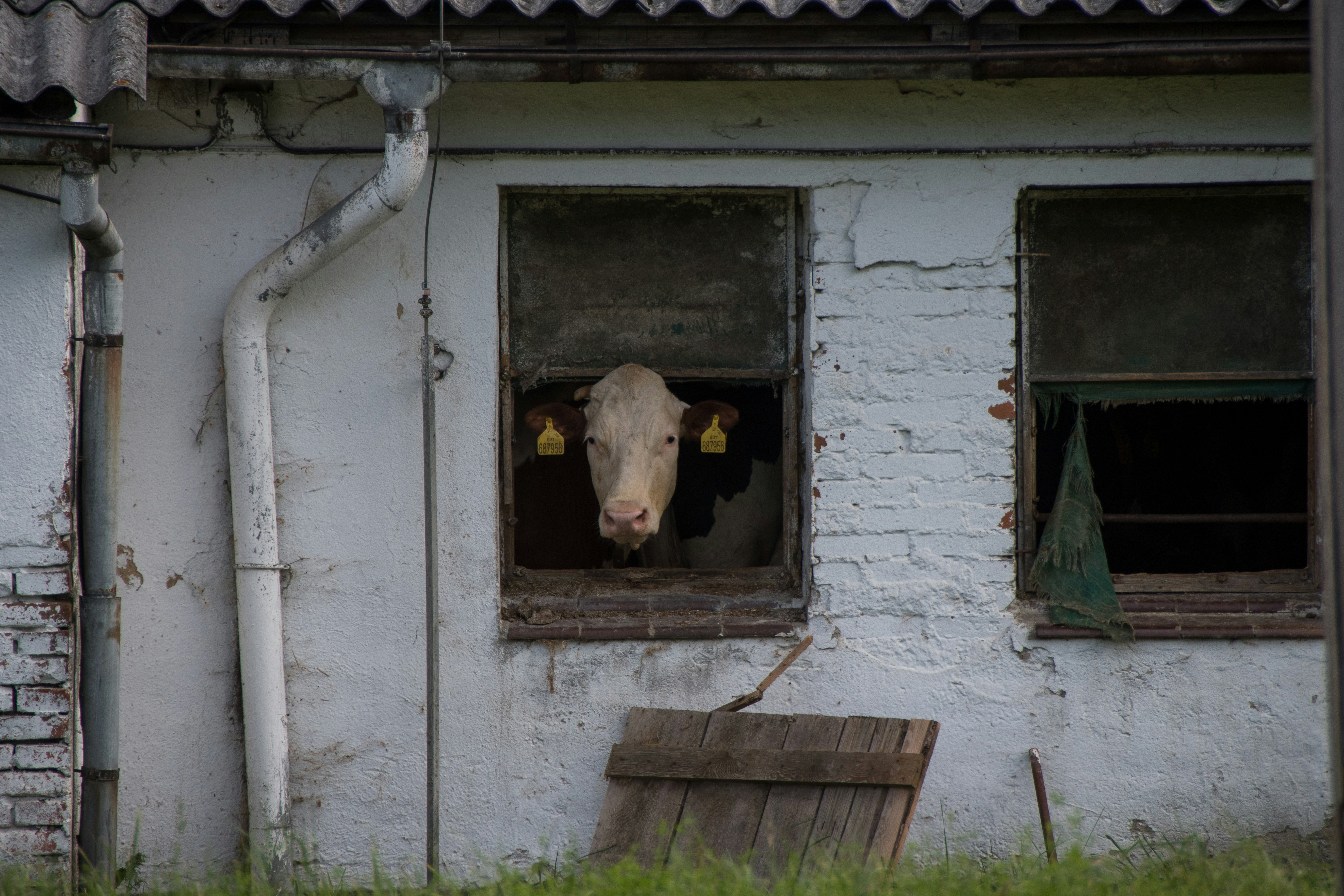 Curious Cow Peeks Through a Weathered Farm Window