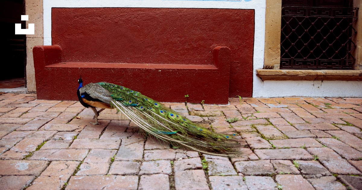 A Peacock Walking On A Brick Road Photo Free Lagos De Moreno Image On Unsplash