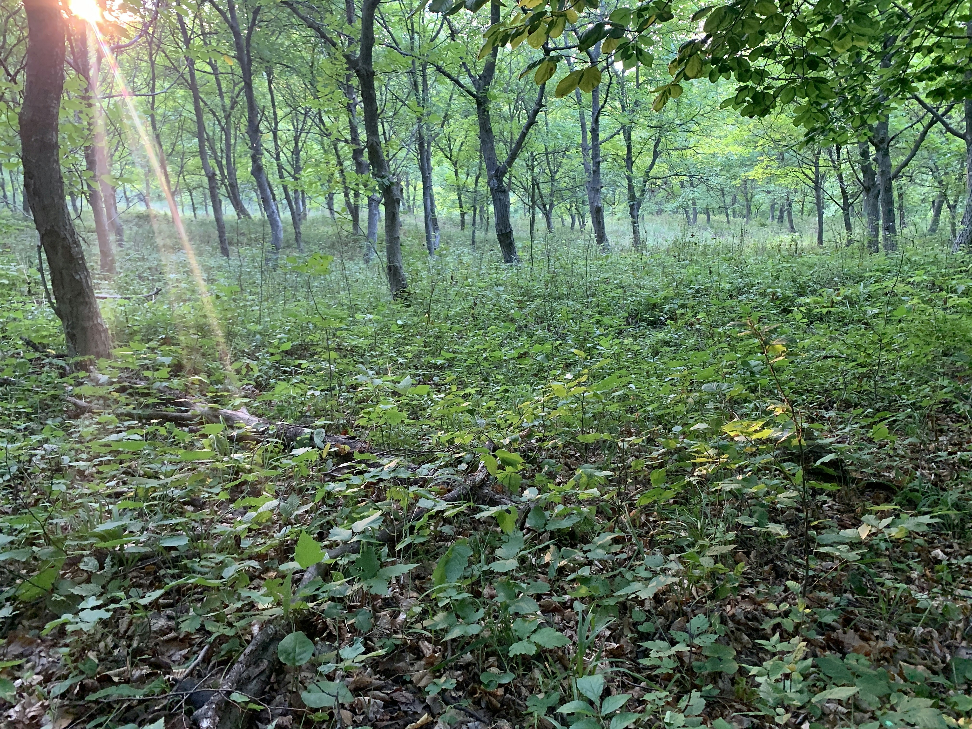 Photo by Vlăduț Petrișor with Apple iPhone XR