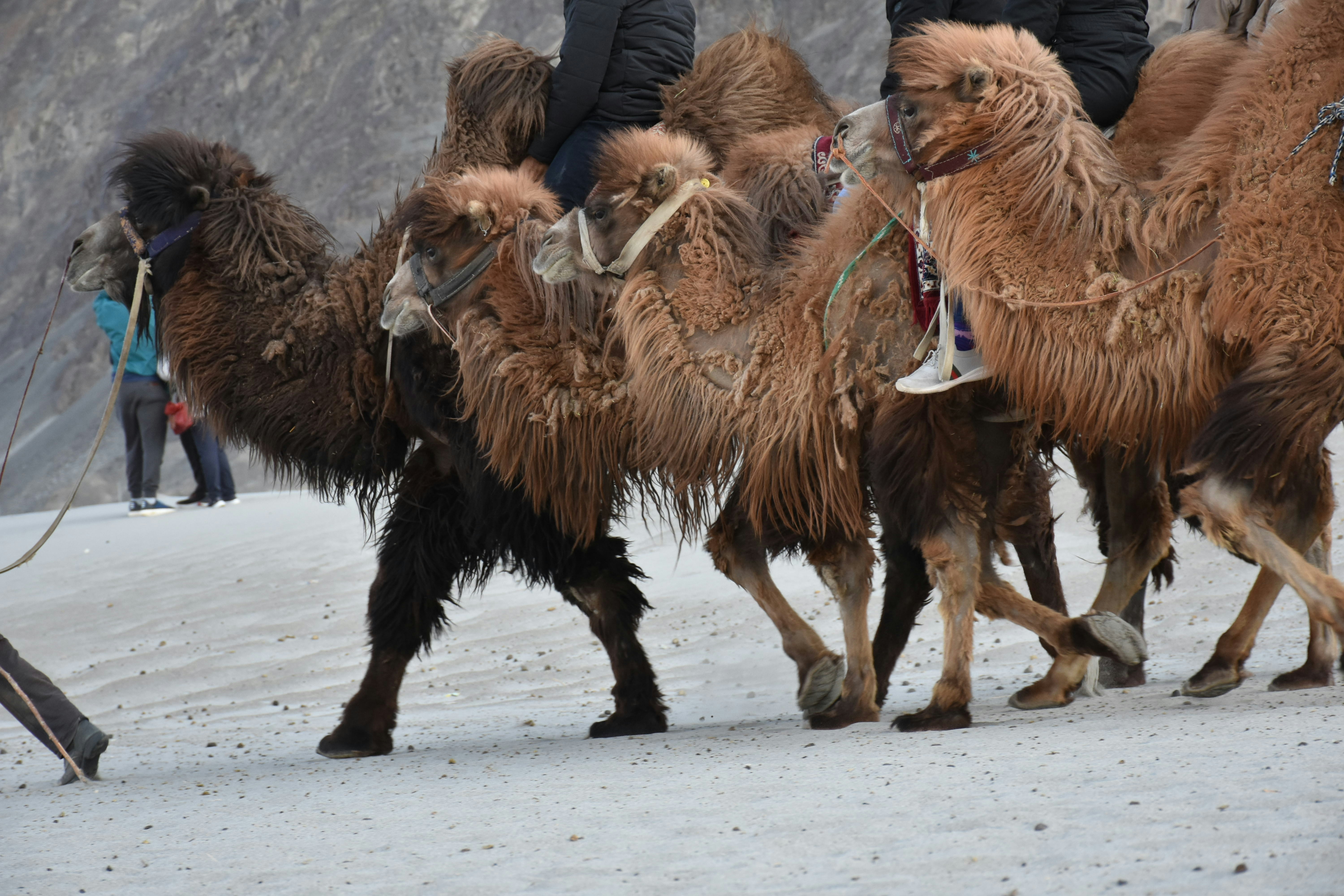 Snowbound Caravan: Dromedaries Trek Across a Quiet Winter