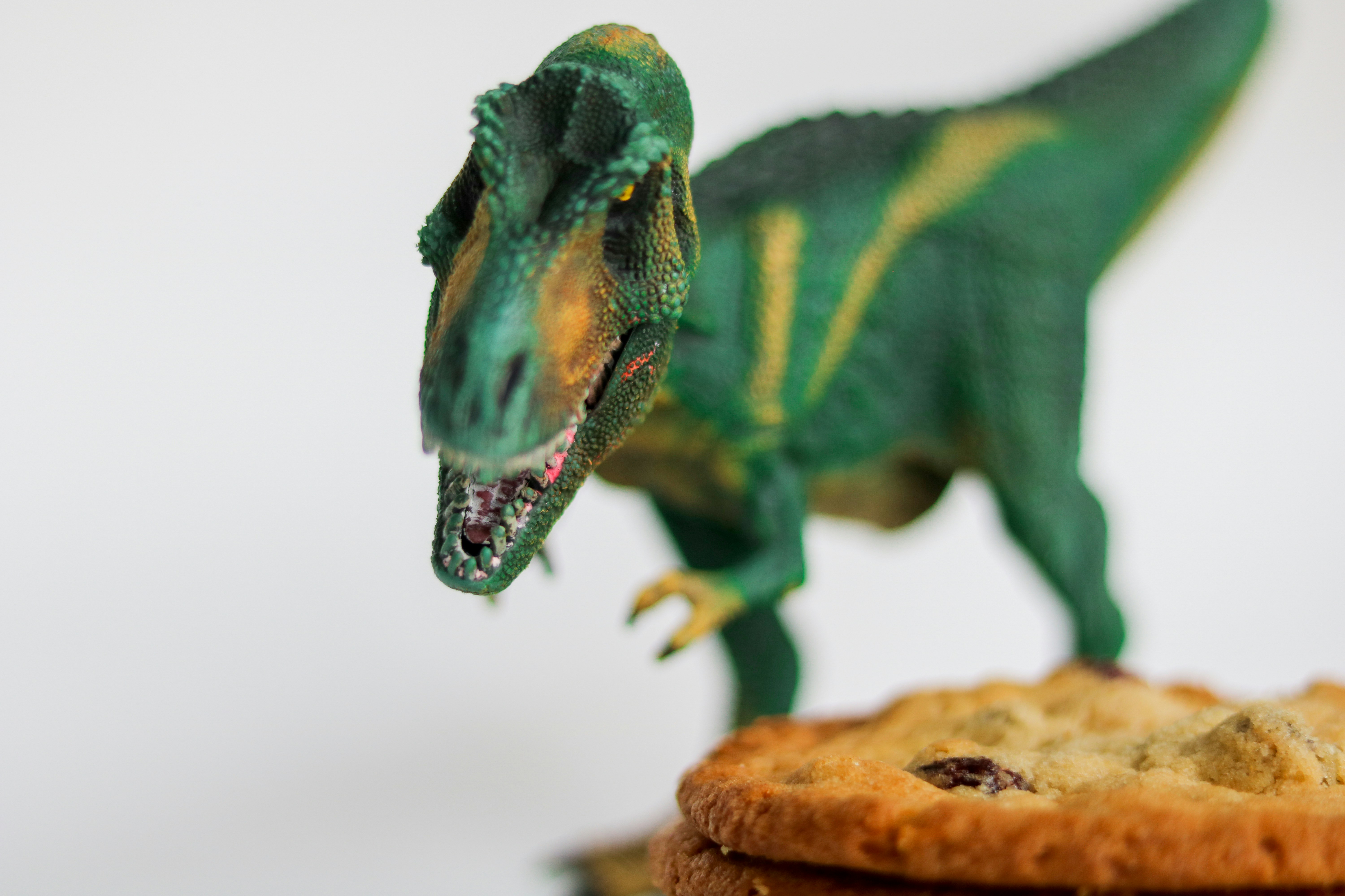 A green lizard on a piece of bread photo – Free Food photography Image ...