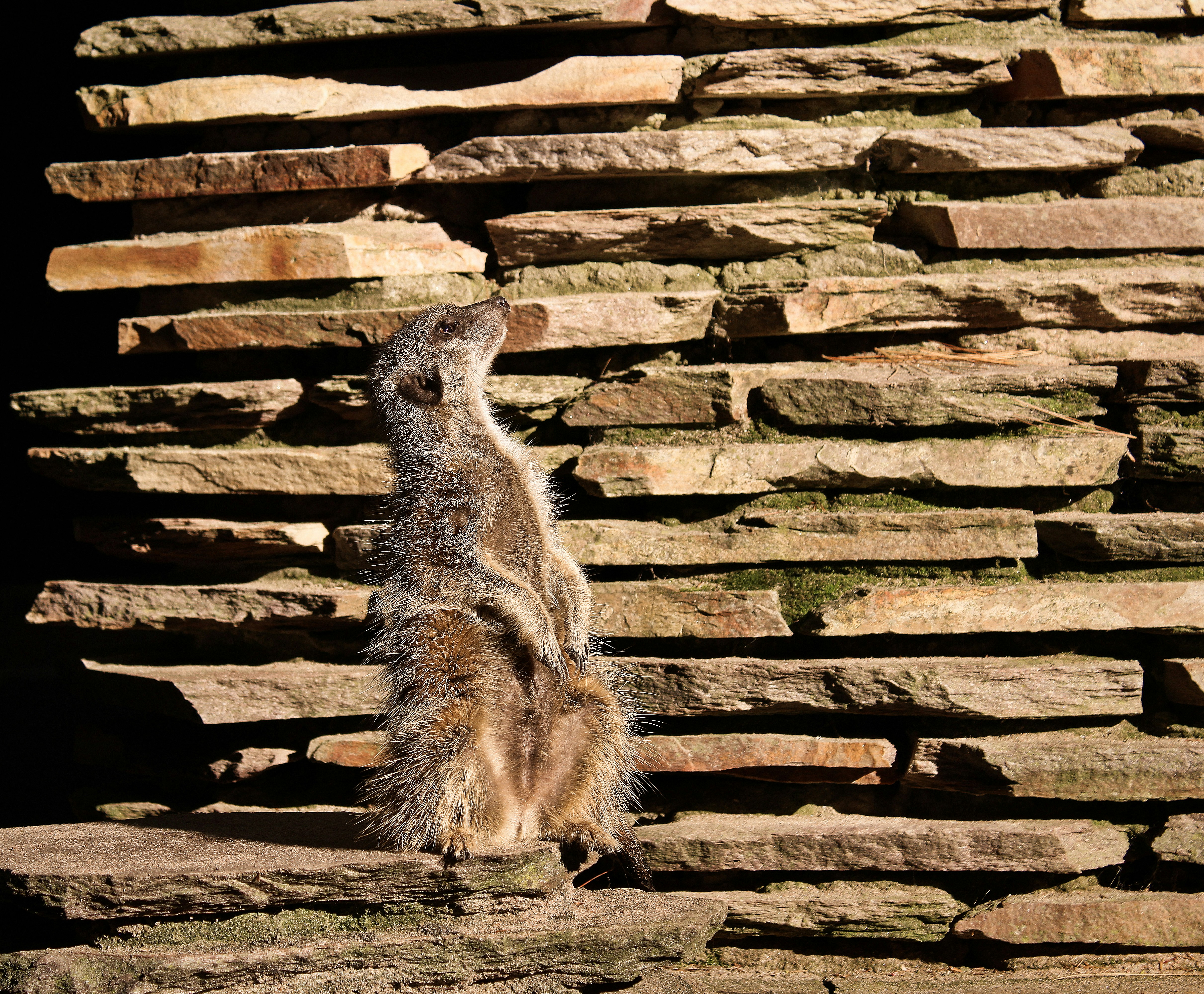 Sunlit Sentry Against Stacked Stone: Squirrel Portrait
