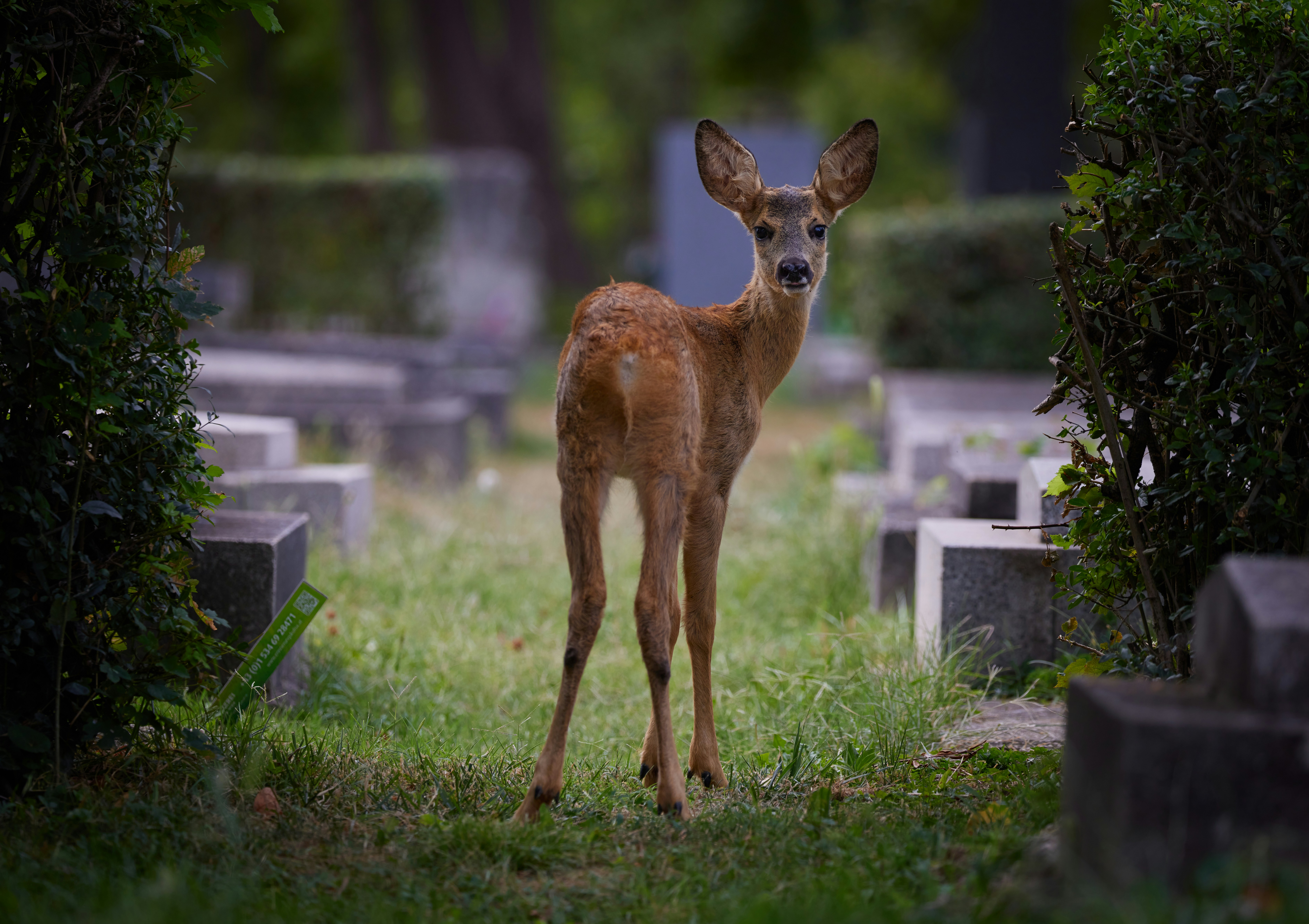 Roe deer youngling on Vienna Central Cemetery
