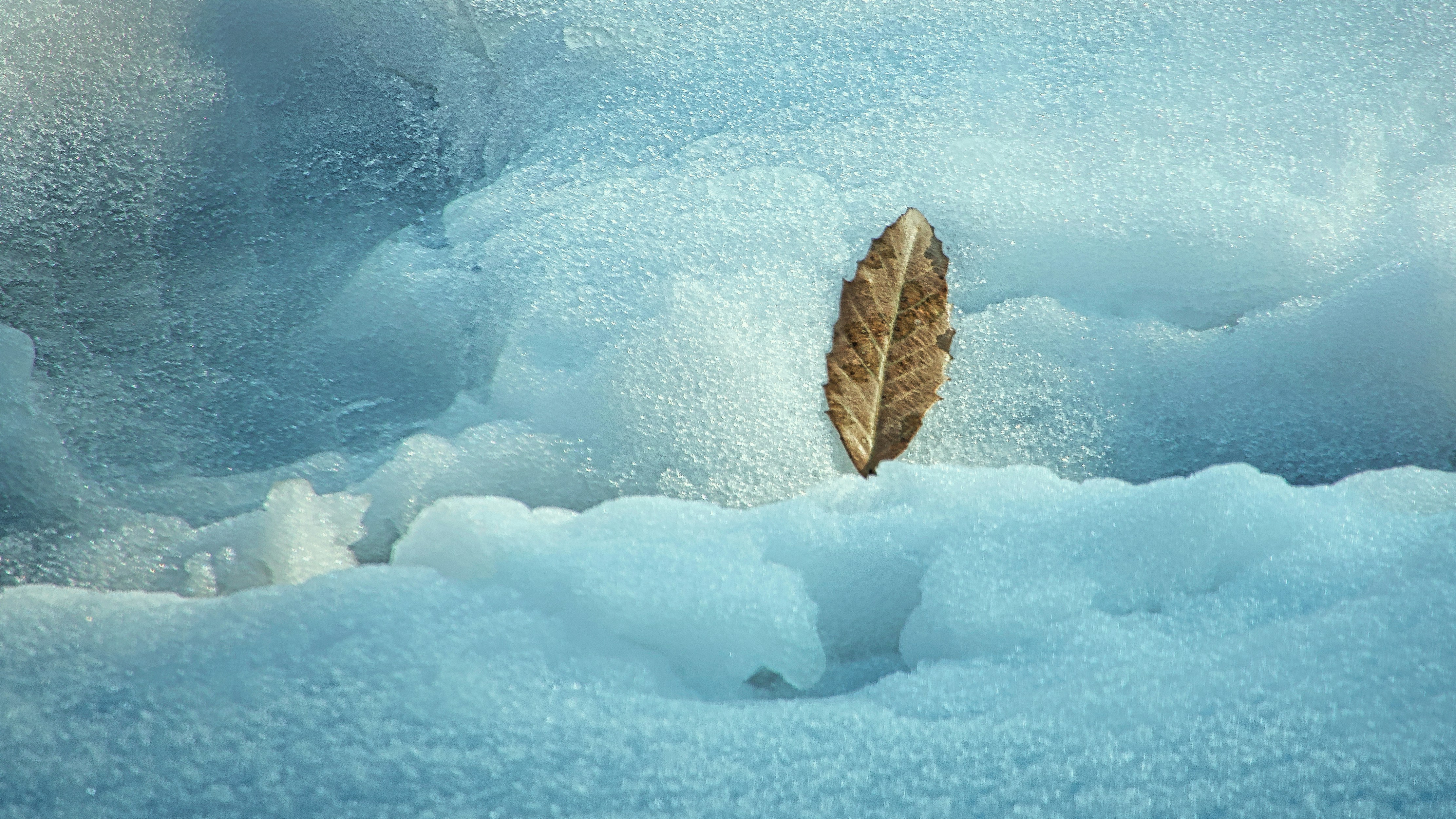 Bronze leaf against cerulean ice: a quiet defiance