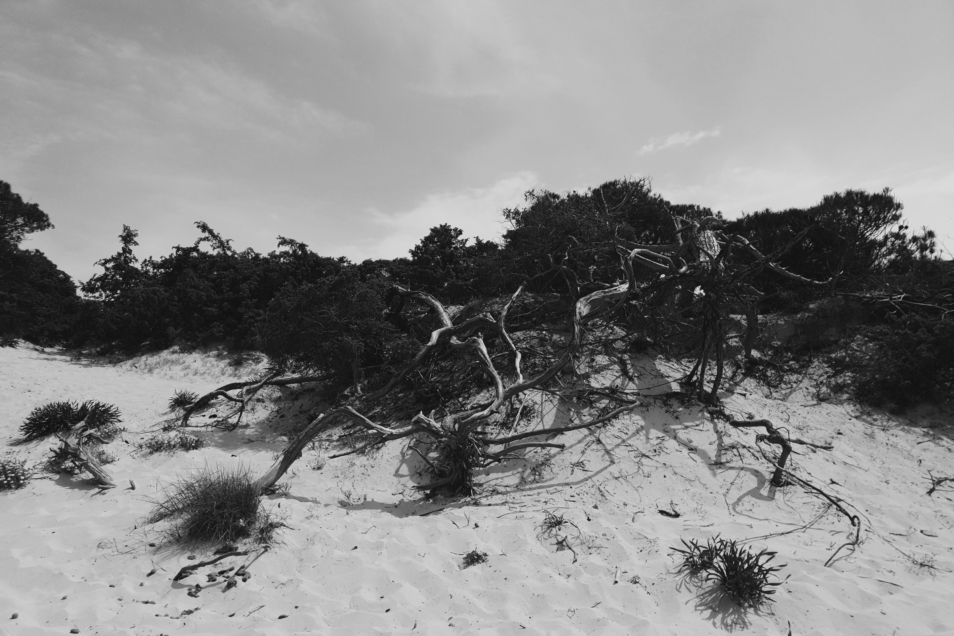 Twisted Sentinel: A Weathered Tree in Monochrome Dunes