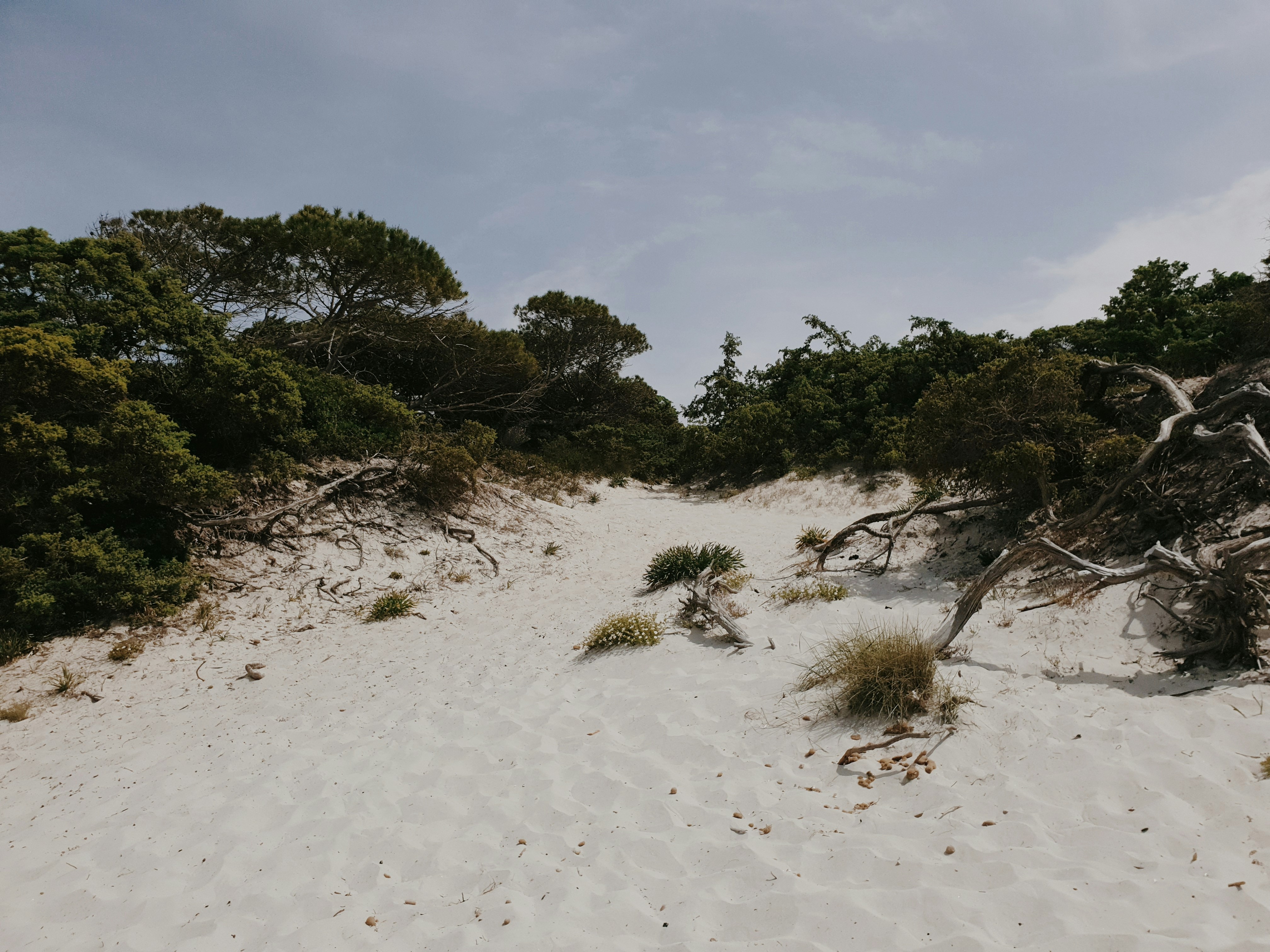This captivating image showcases a pristine sand dune leading into lush greenery, captured under a soft, overcast sky. The composition elegantly balances the bright white sands with the rich greens of the vegetation, creating a harmonious blend of natural elements. The gentle lighting enhances the tranquil atmosphere, making the scene visually striking and inviting to the viewer.