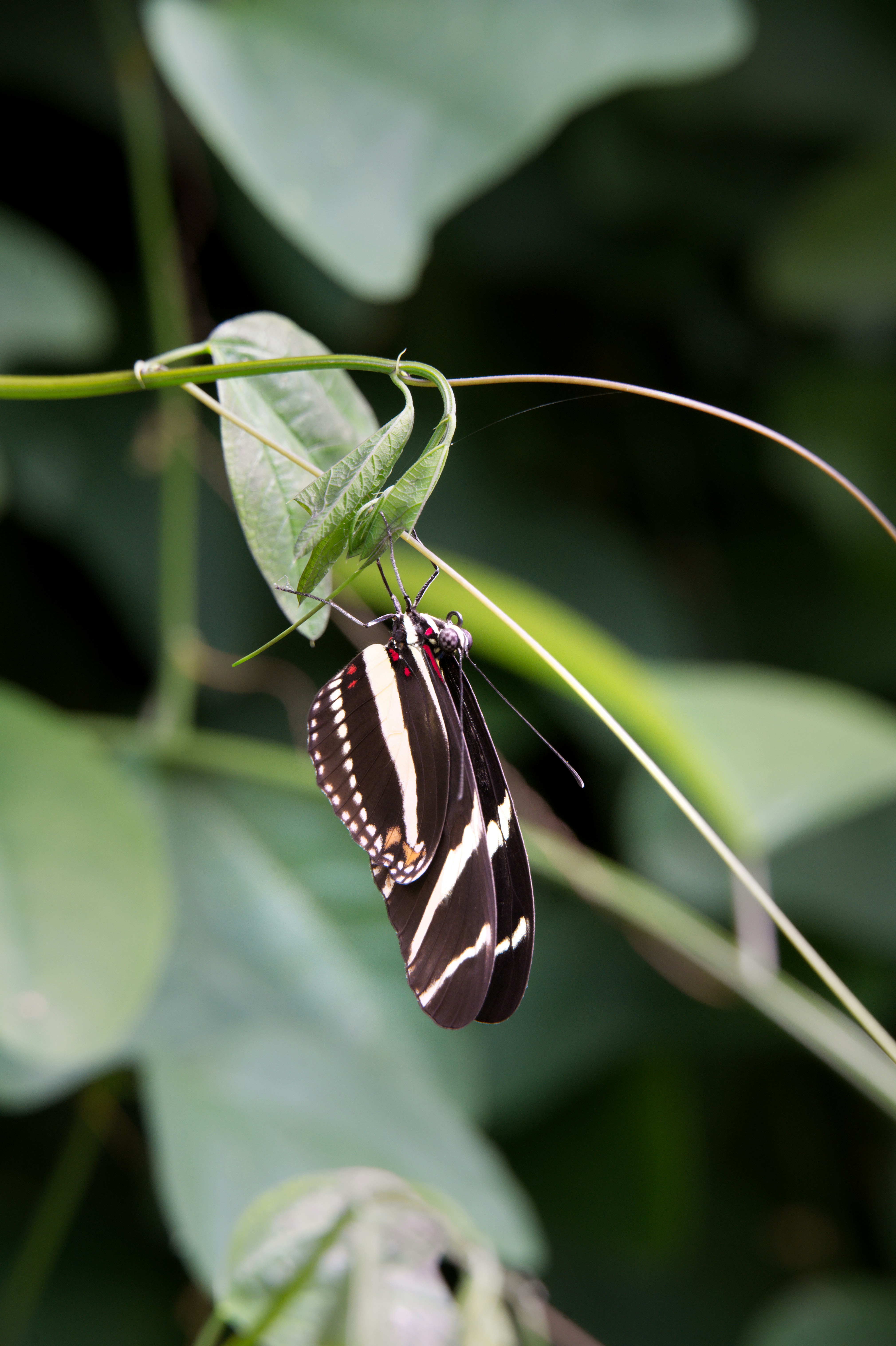 Vinebound Zebra: A zebra-striped butterfly clings to a curling tendril