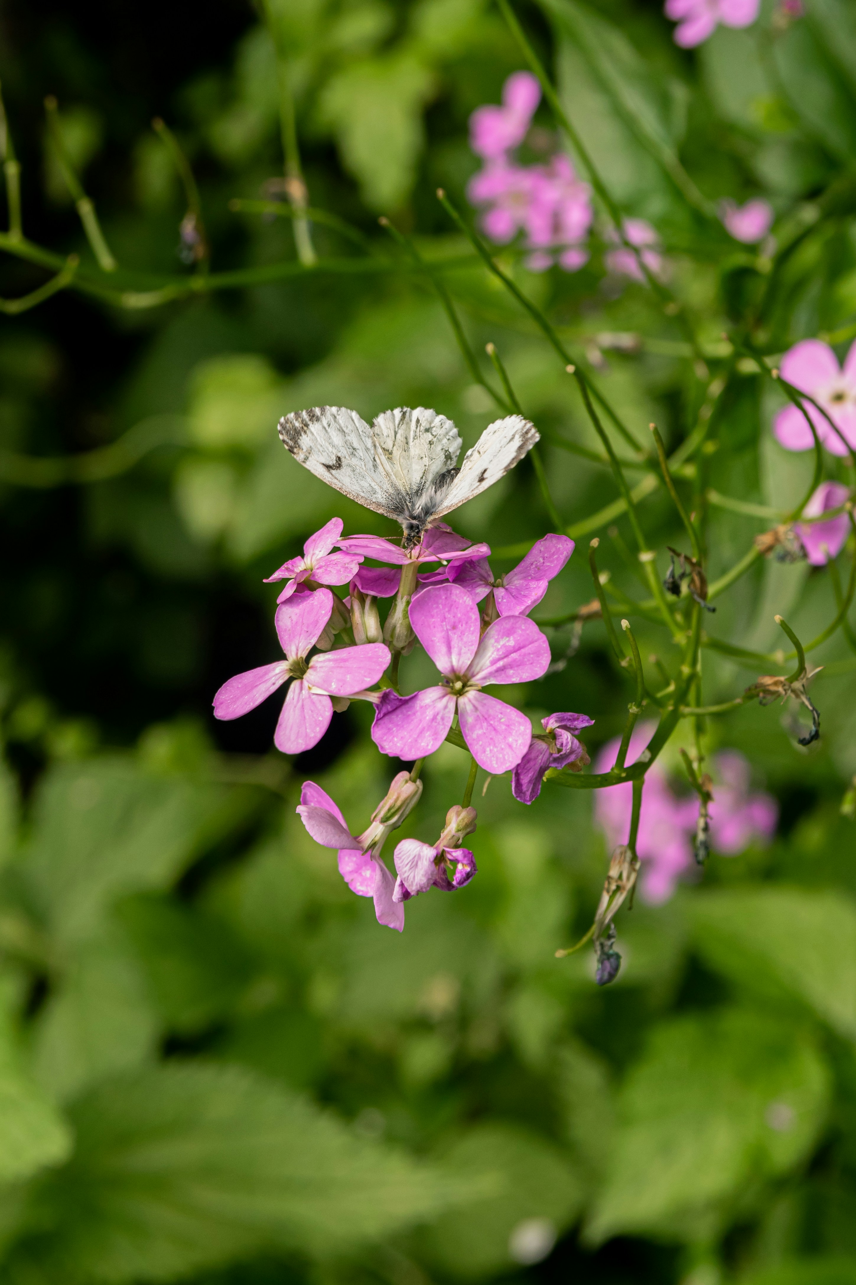a butterfly on a flower