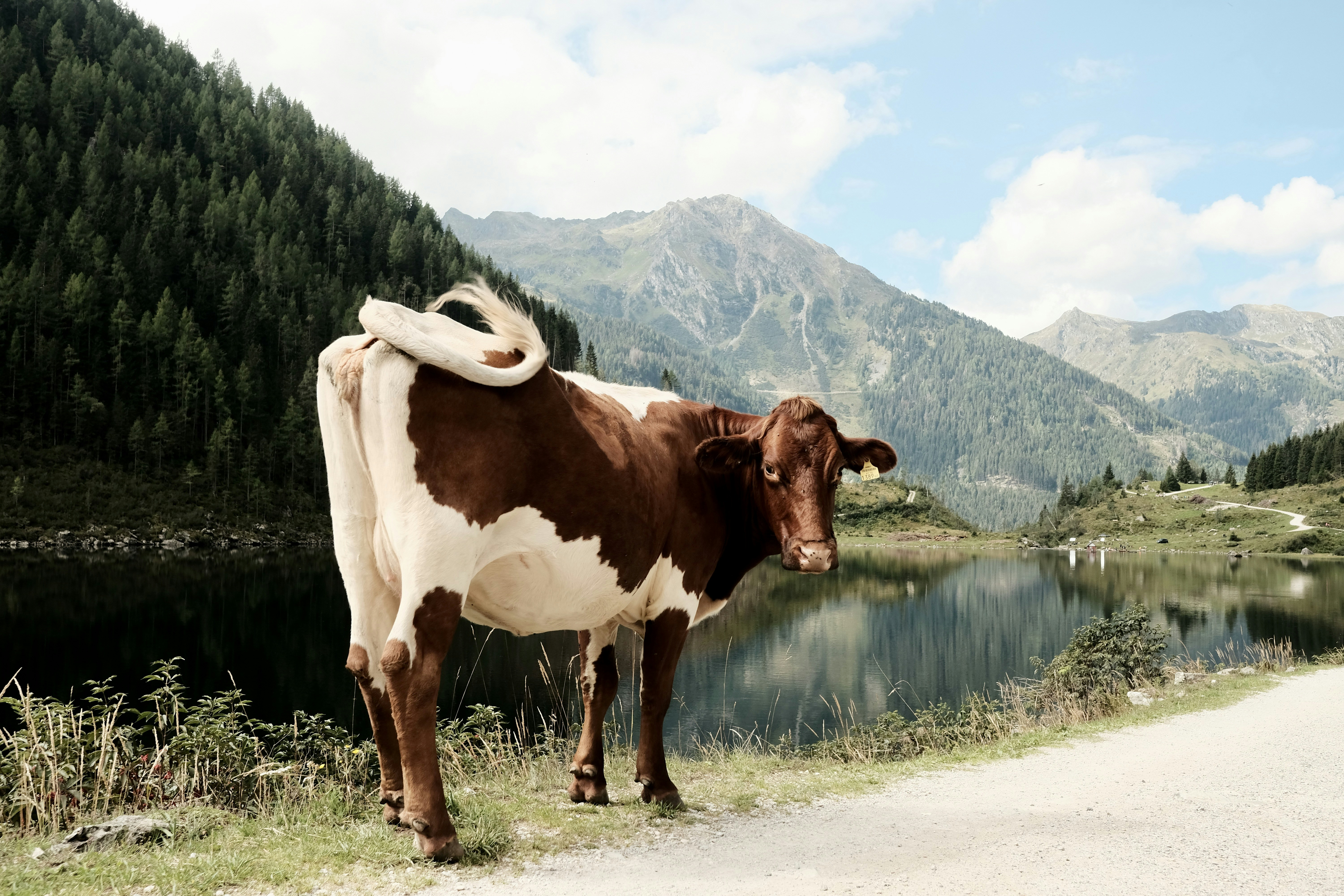 Lone Bovine on an Alpine Trail Beside a Glassy Lake