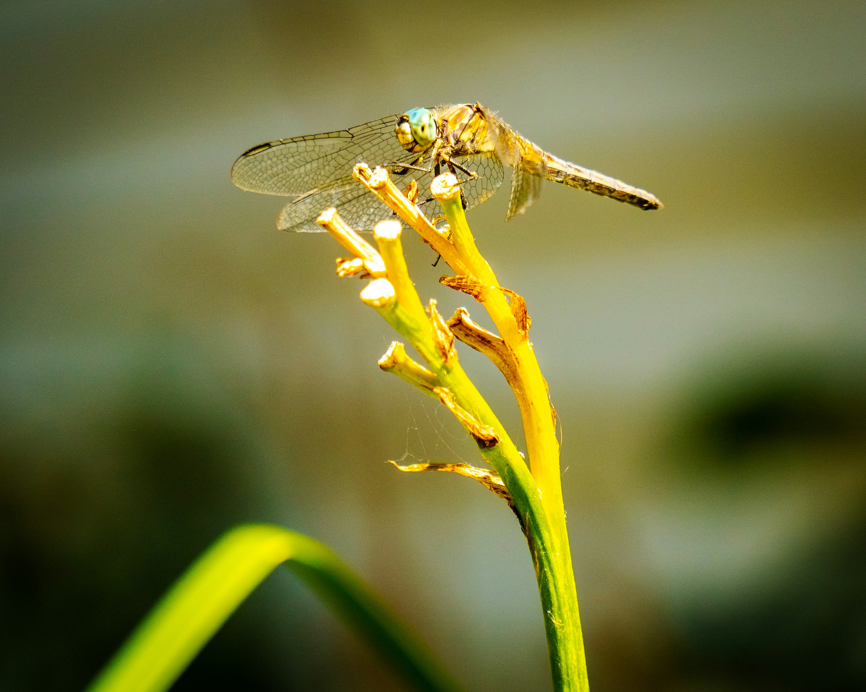 Robert McSweeney (@laughing_dog_films) | Unsplash Photo Community