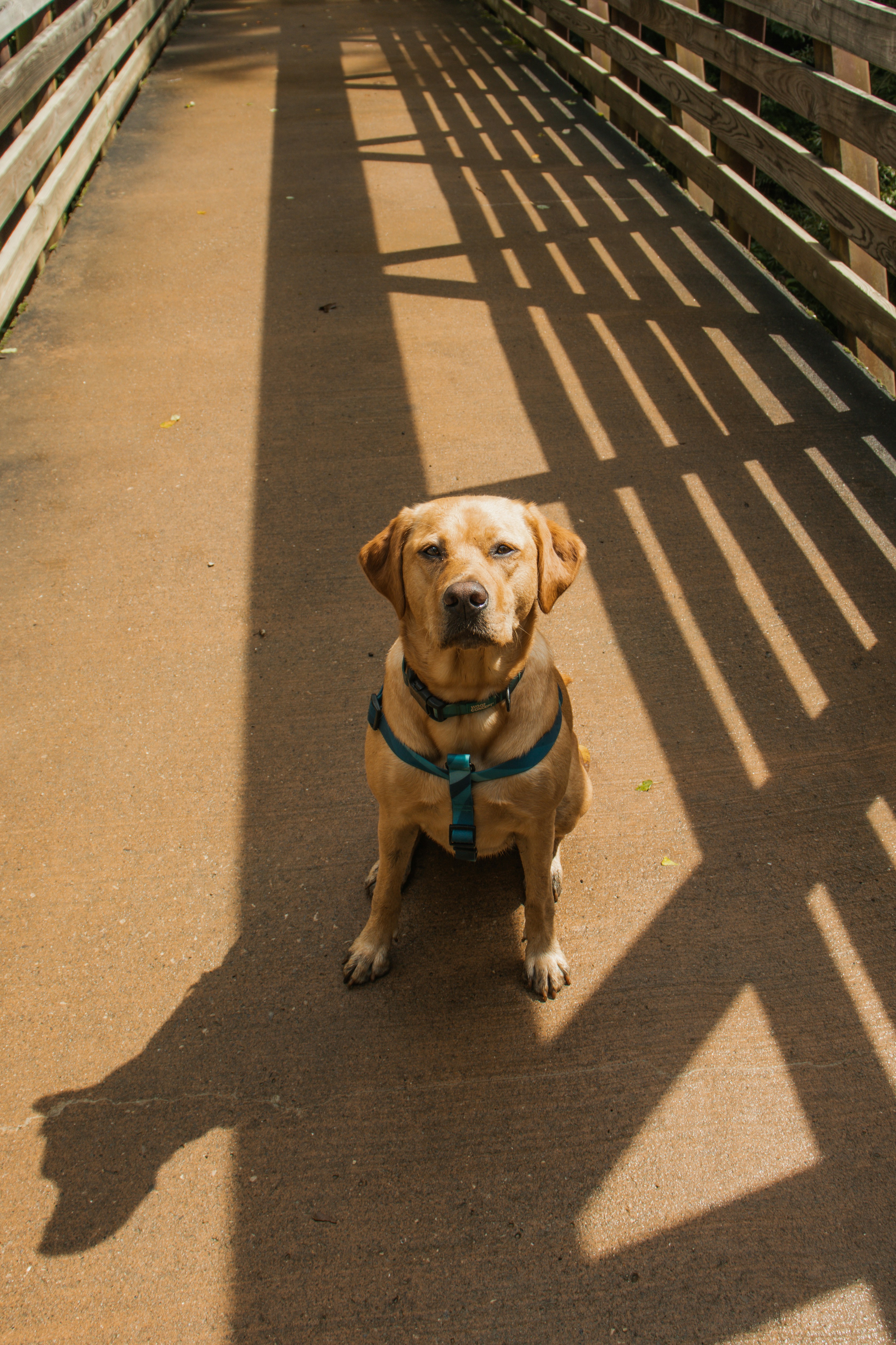 Midday Stillness: Golden Retriever Anchors a Shadowed Bridge Walkway