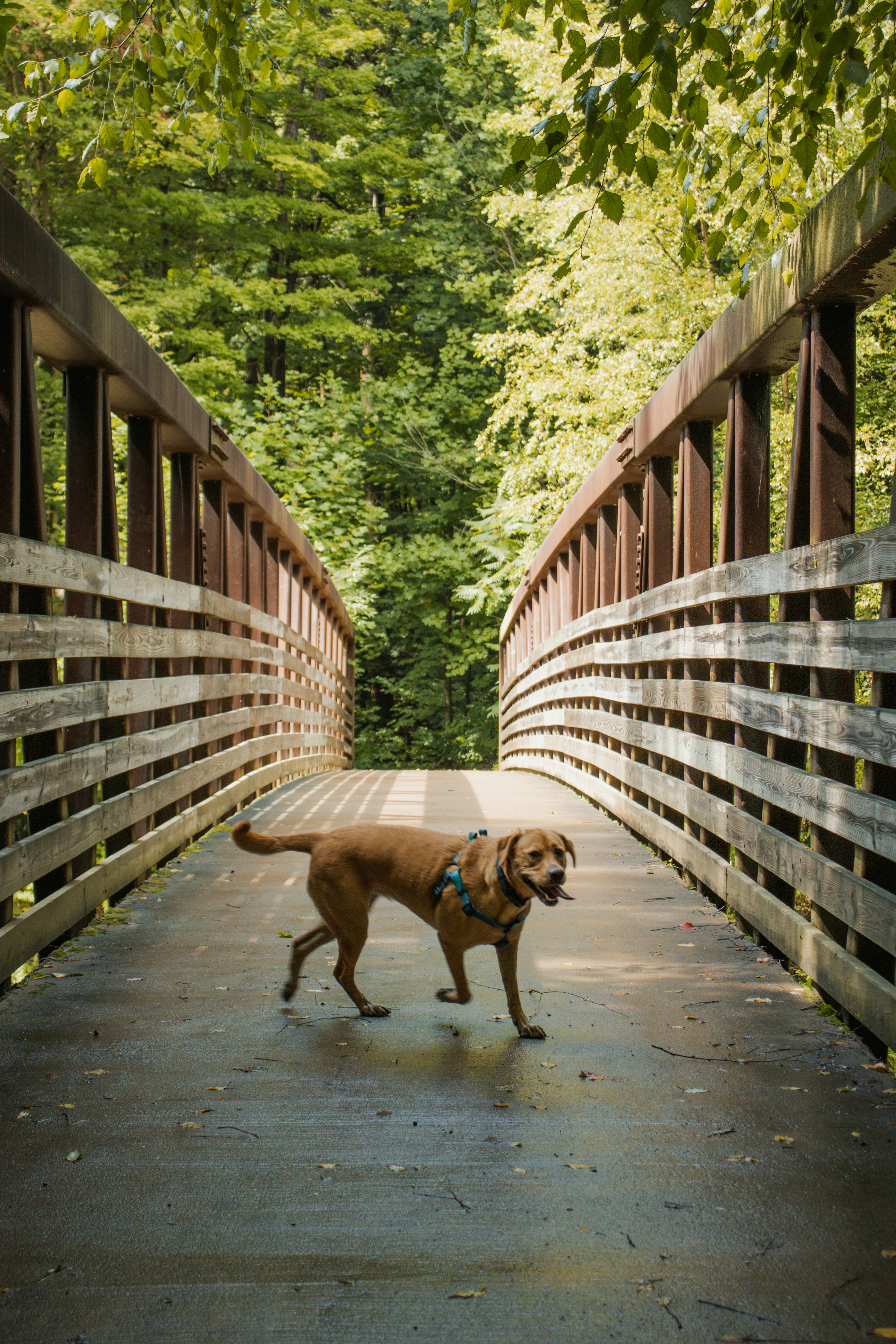 Golden Wanderer on a Quiet Bridge
