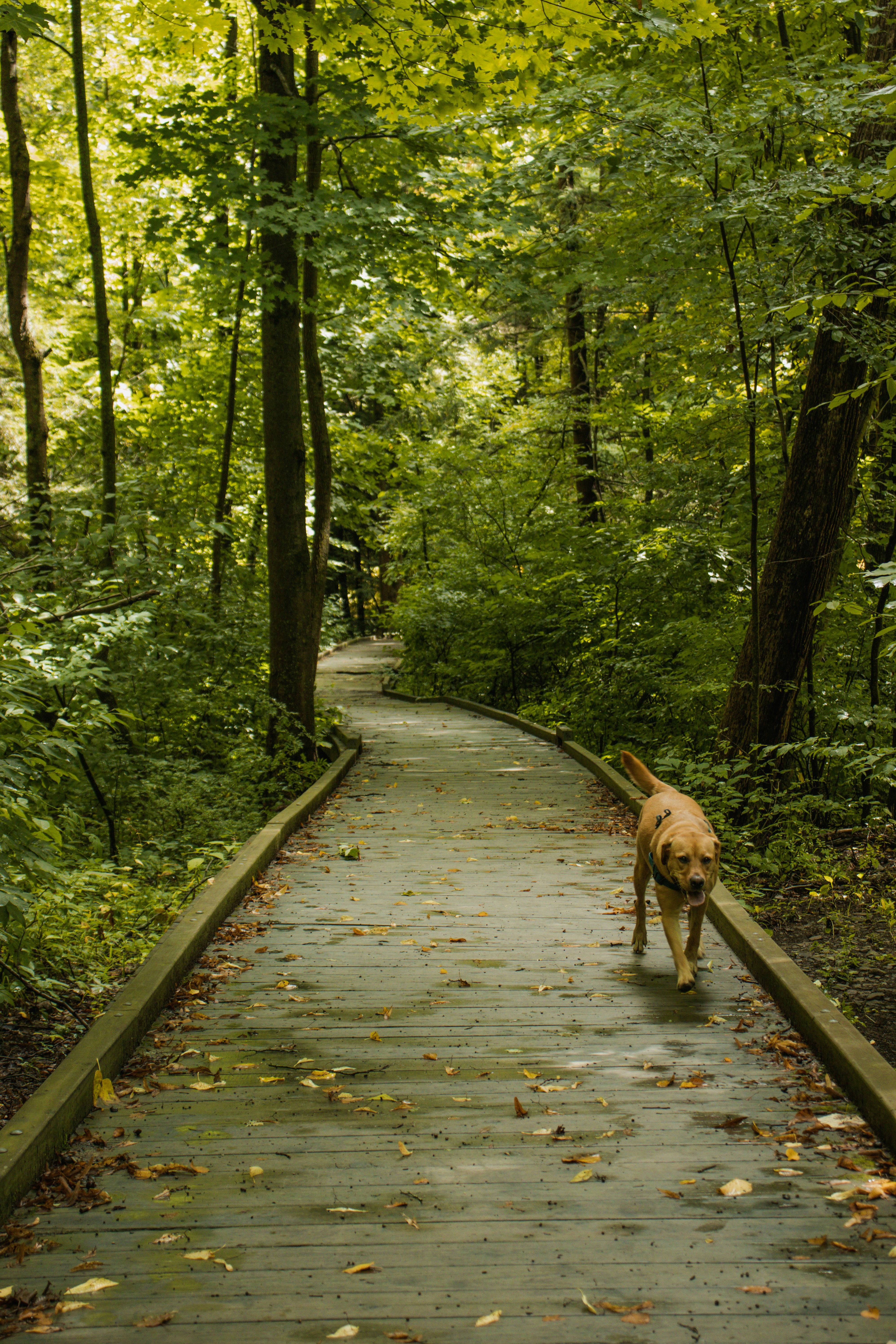 Why Do Dogs Walk In The Same Path