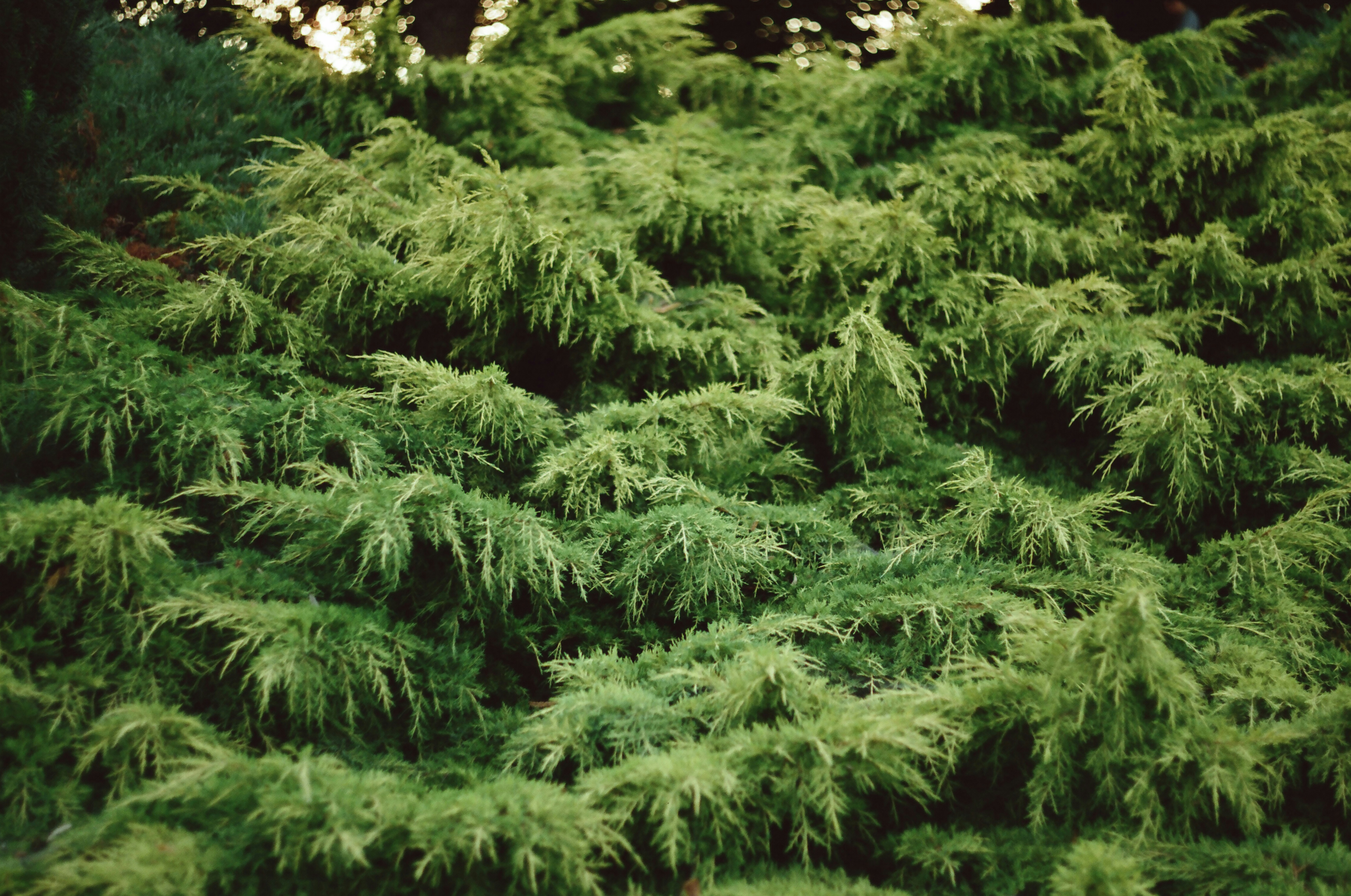 Midgreen Canopy: A Quiet Tangle of Conifers
