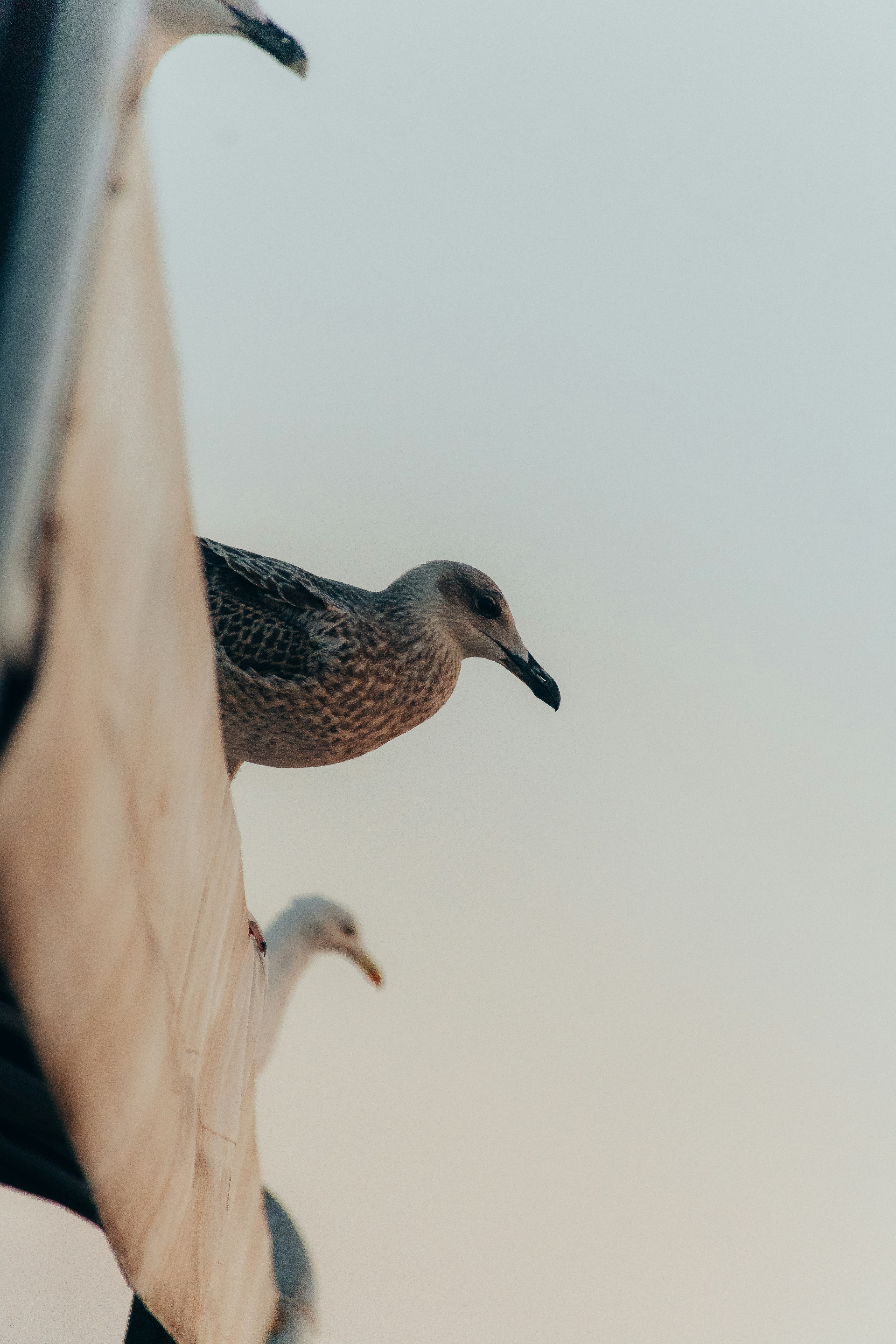 Quiet Vigil on a Weathered Rail: Seabirds in Soft Light