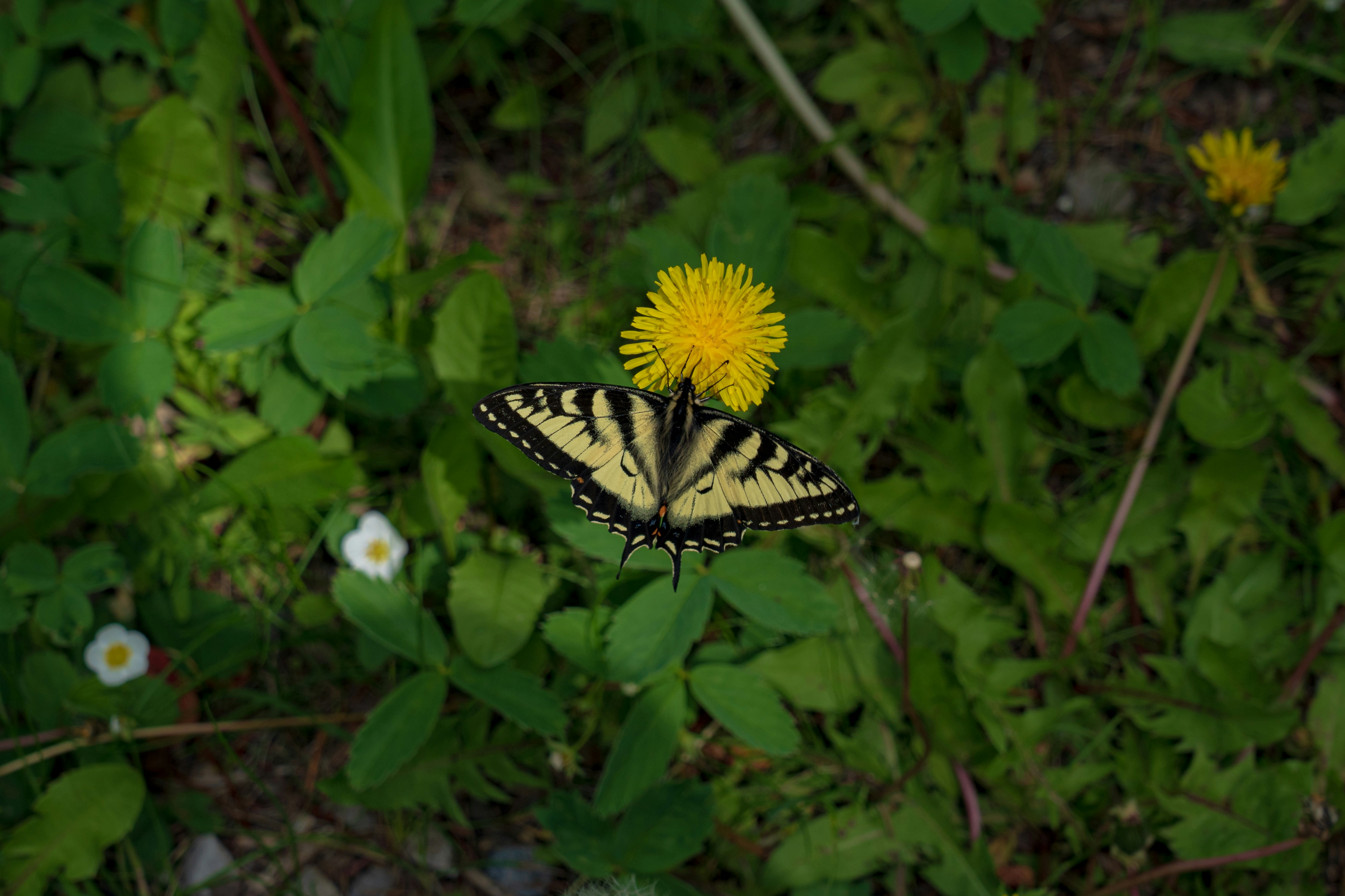 A beautiful butterfly.
